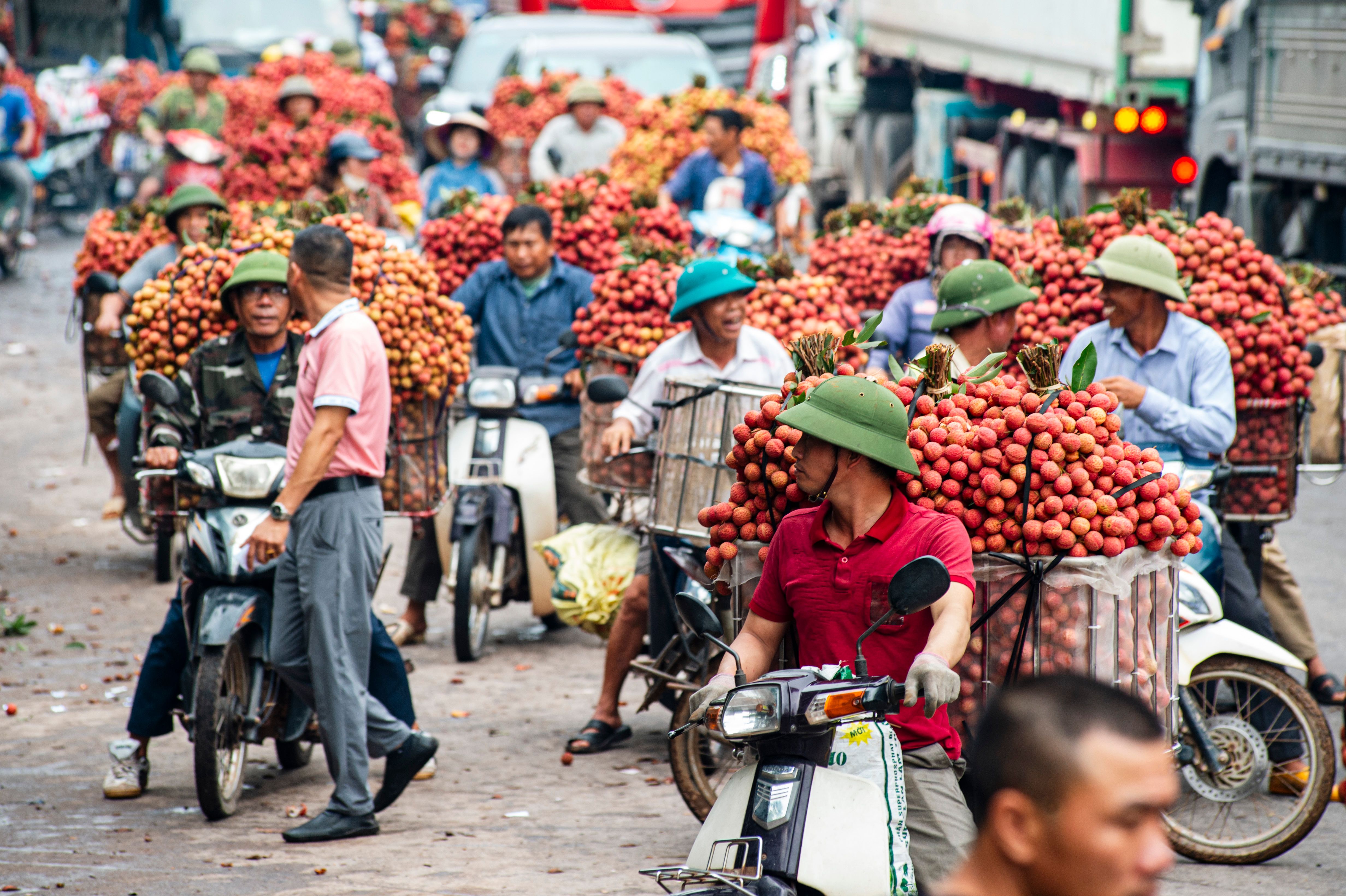 Bac Giang Lychee Harvest Season in Vietnam · Free Stock Photo
