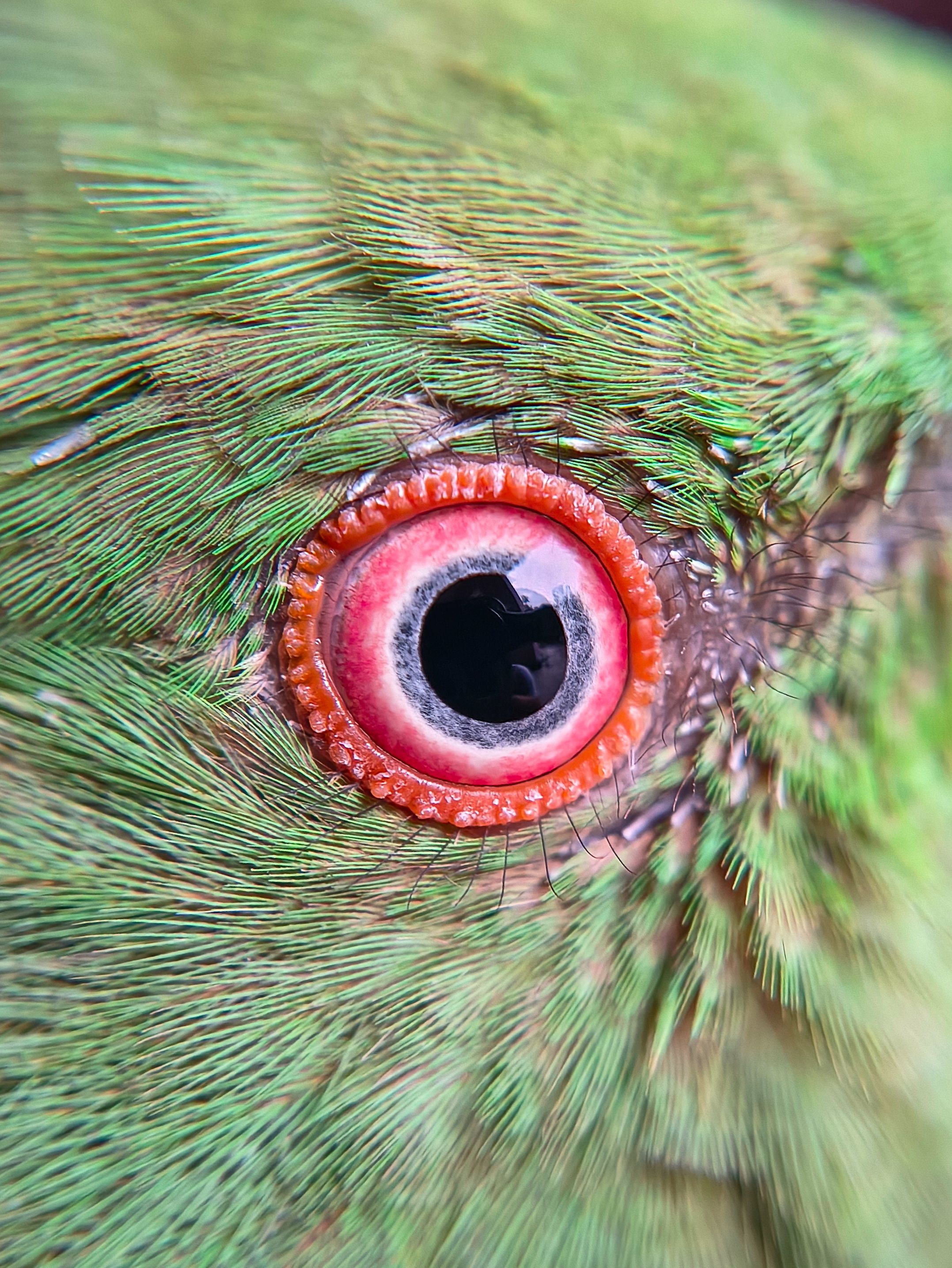 Close-Up of Bird's Eye with Vivid Feathers · Free Stock Photo