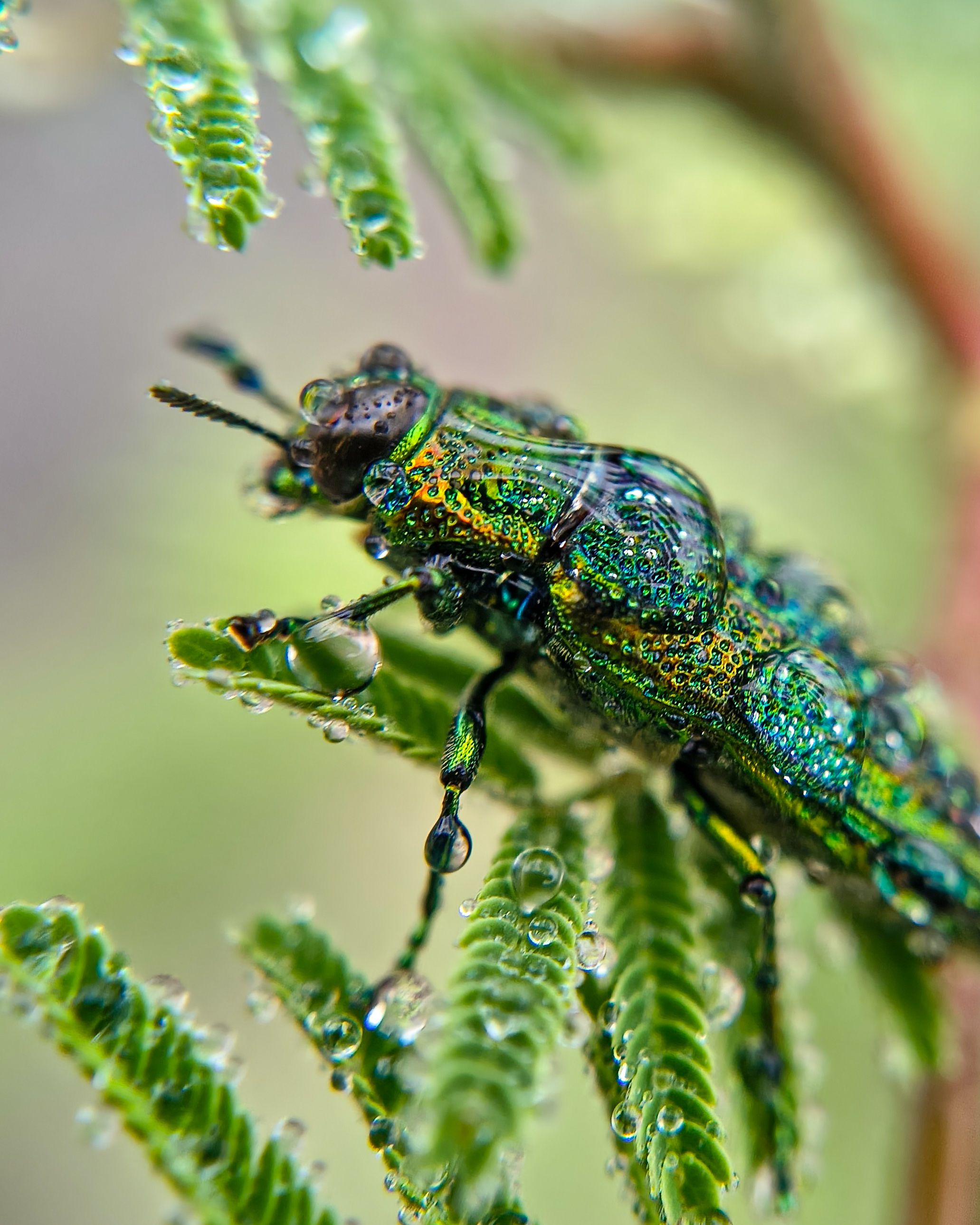 Close-up of Jewel Beetle on Fern Frond with Dew · Free Stock Photo
