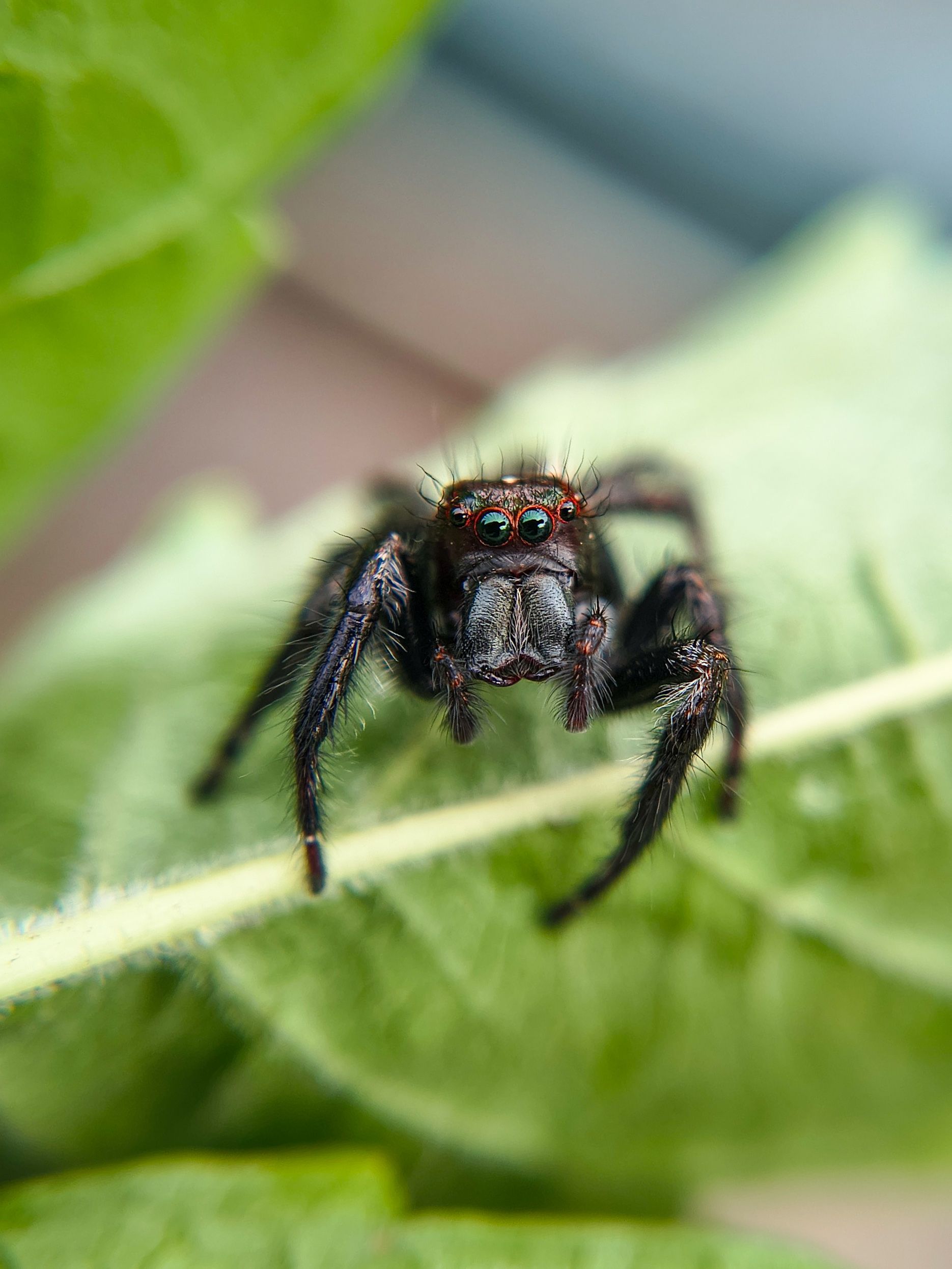 Cute Hairy Spider · Free Stock Photo