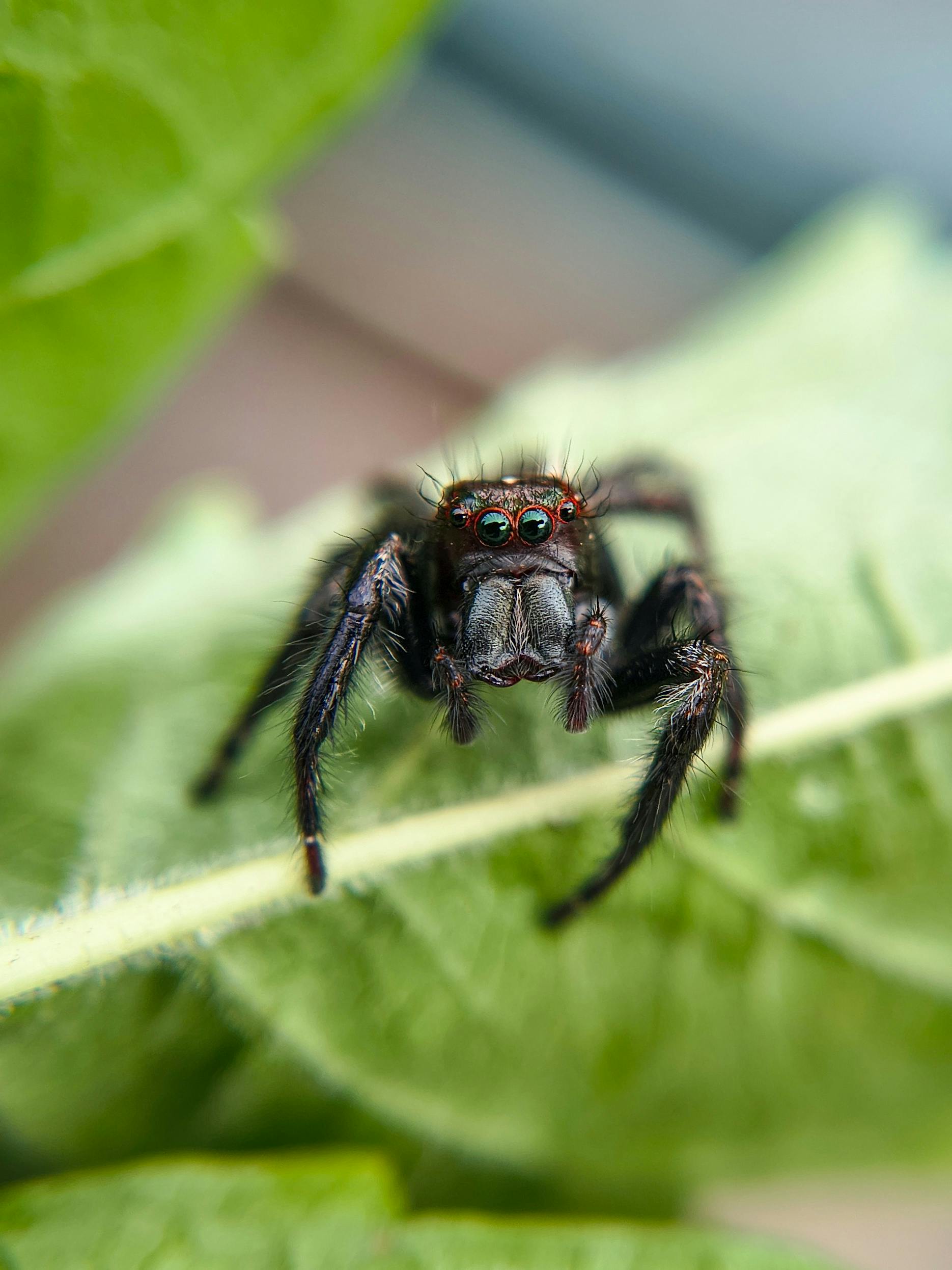 Lamborghini Spider Photos, Download The BEST Free Lamborghini Spider ...