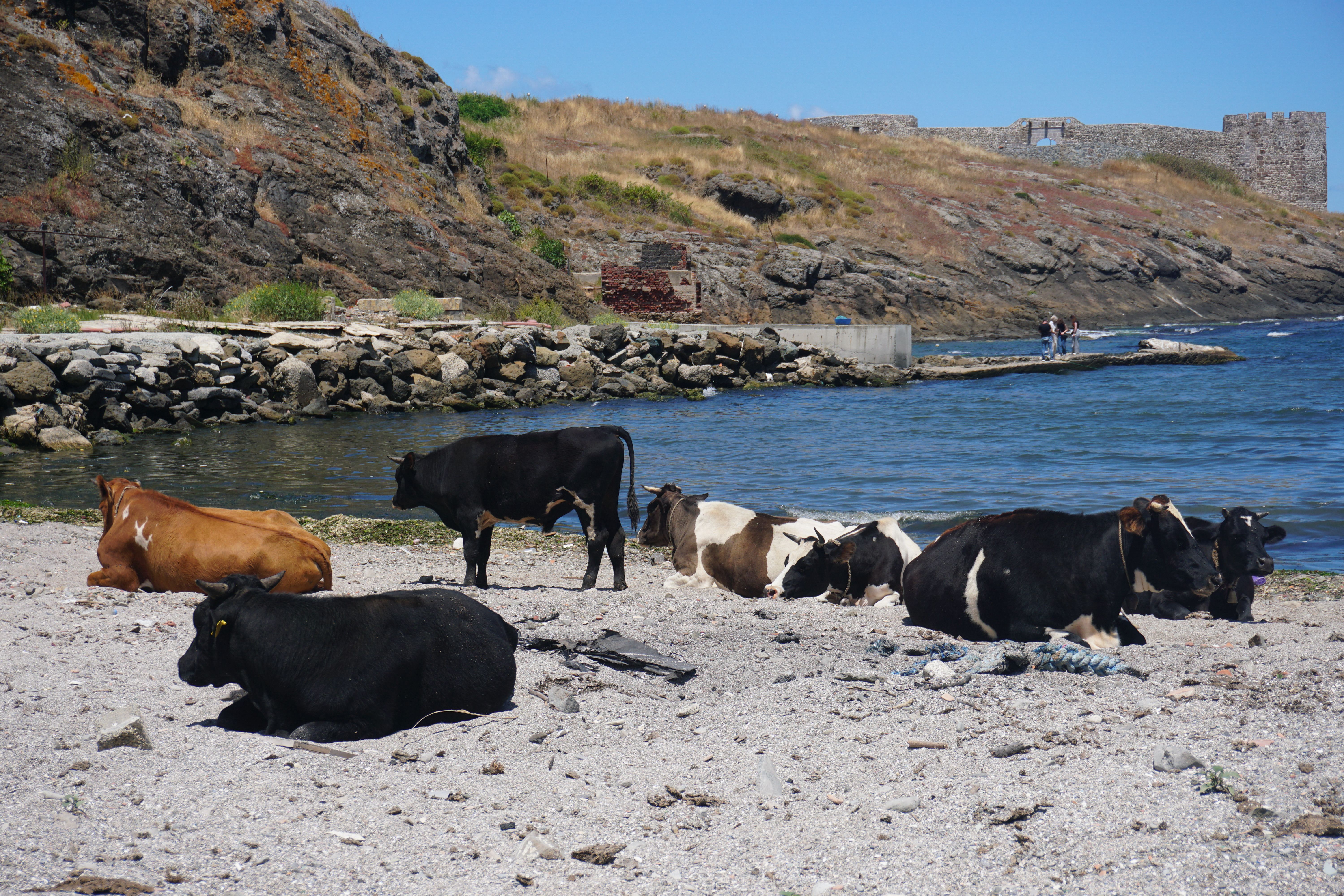 Cows Resting on Rocky Beach by Seaside Fortress · Free Stock Photo