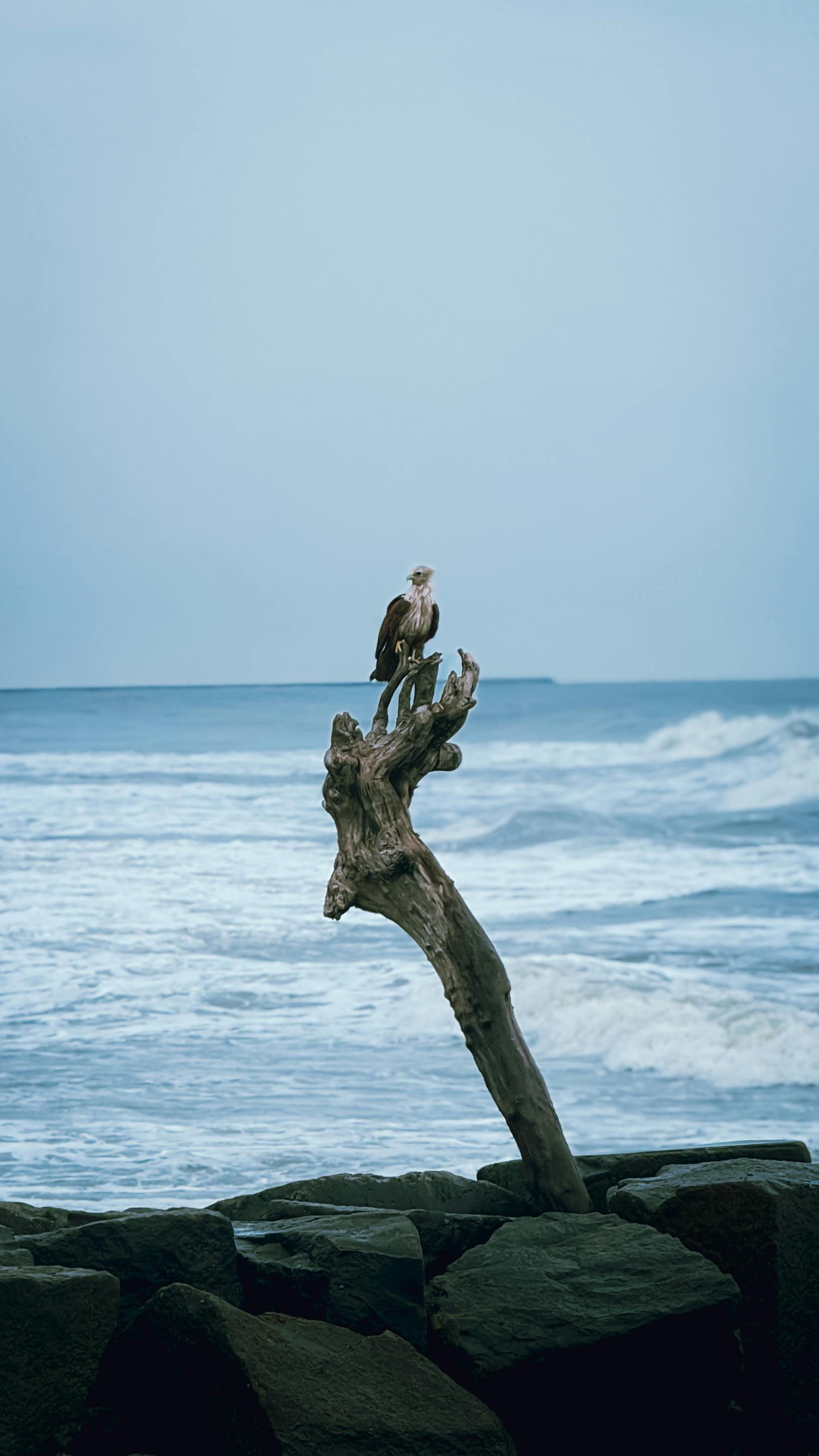 Free+Bird+Pictures+To+Print Photos, Download The BEST Free Free+Bird ...