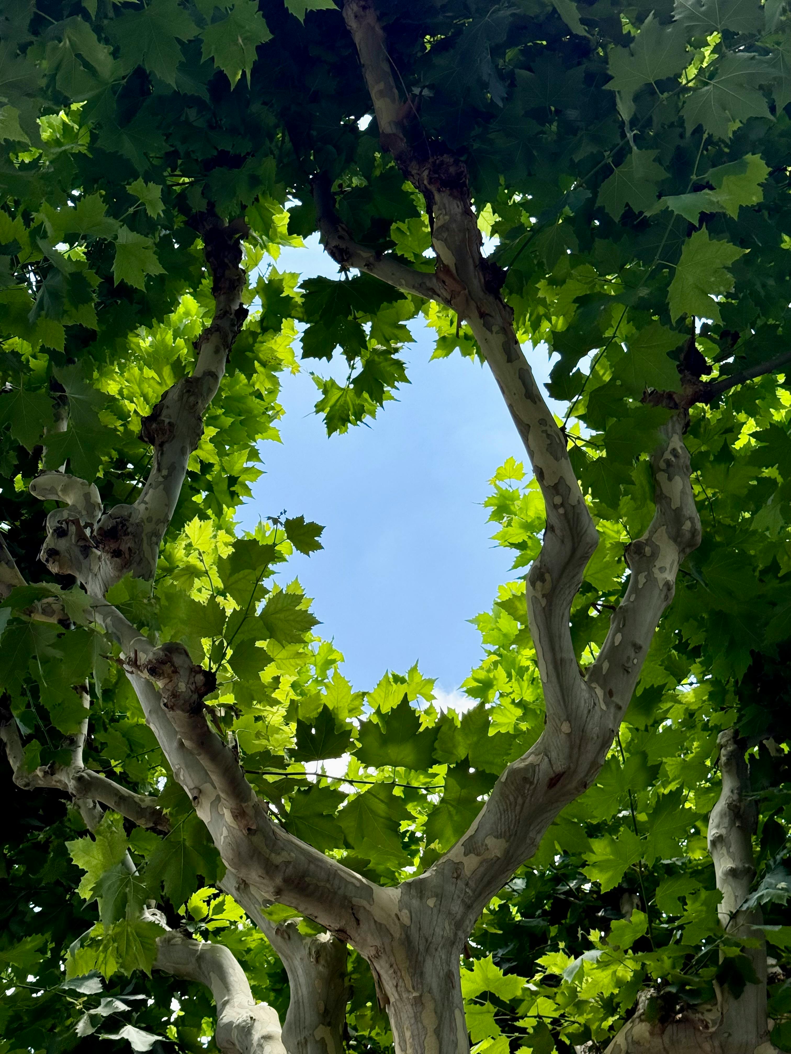 Serene View of Sky Through Tree Canopy · Free Stock Photo