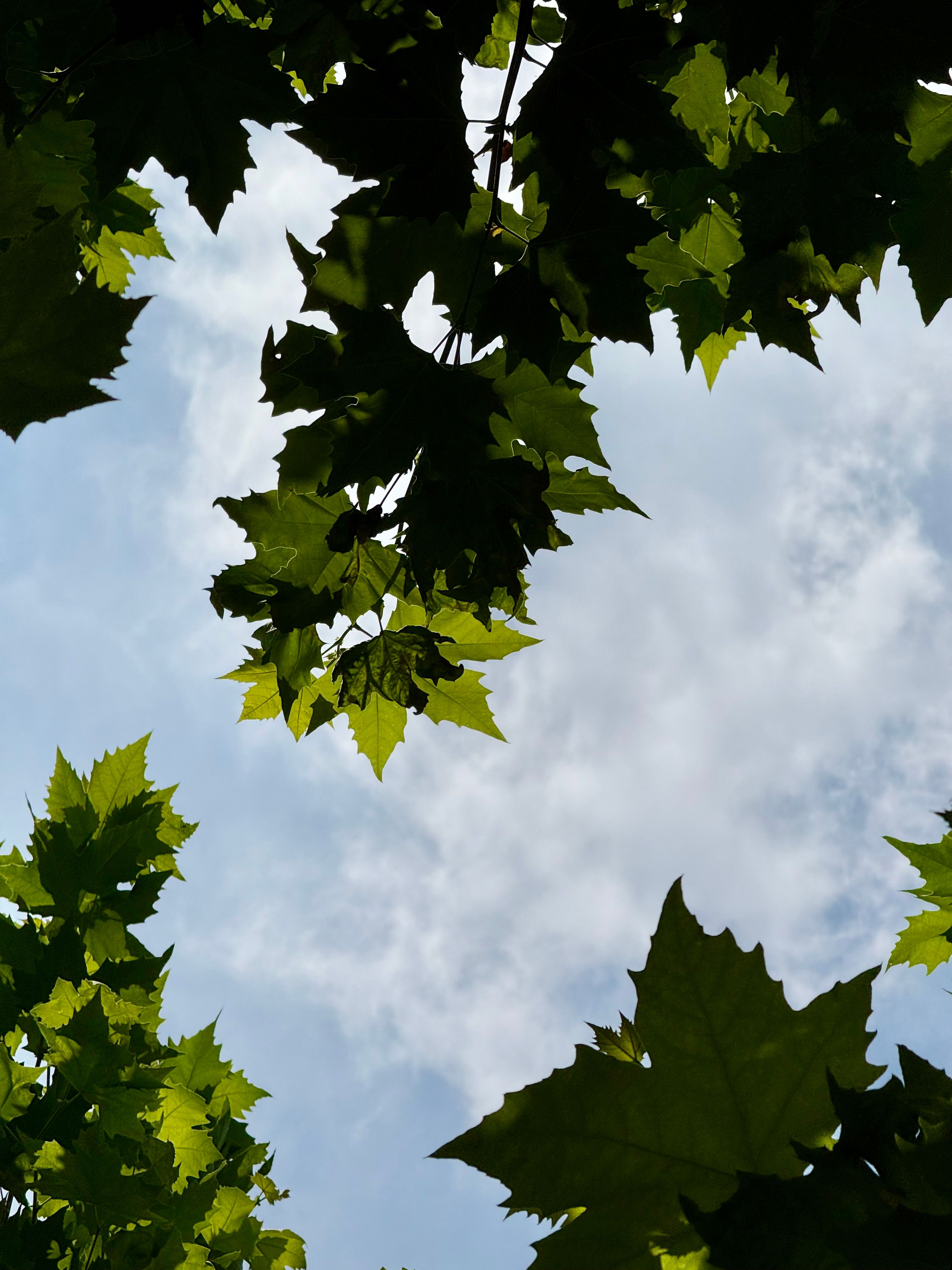 Green Leafy Canopy Against Blue Sky · Free Stock Photo