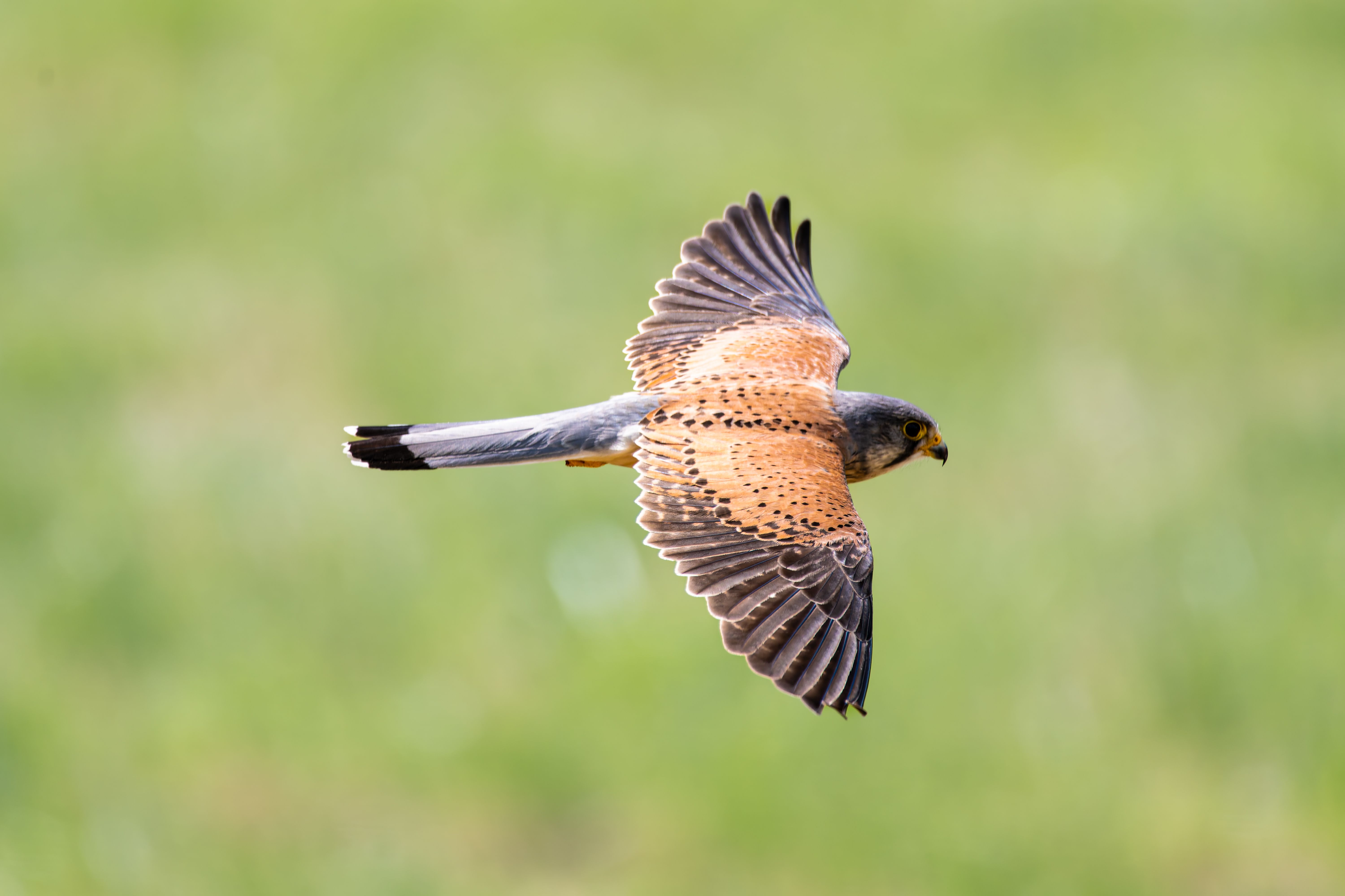 Majestic Kestrel Flying in the Wild · Free Stock Photo