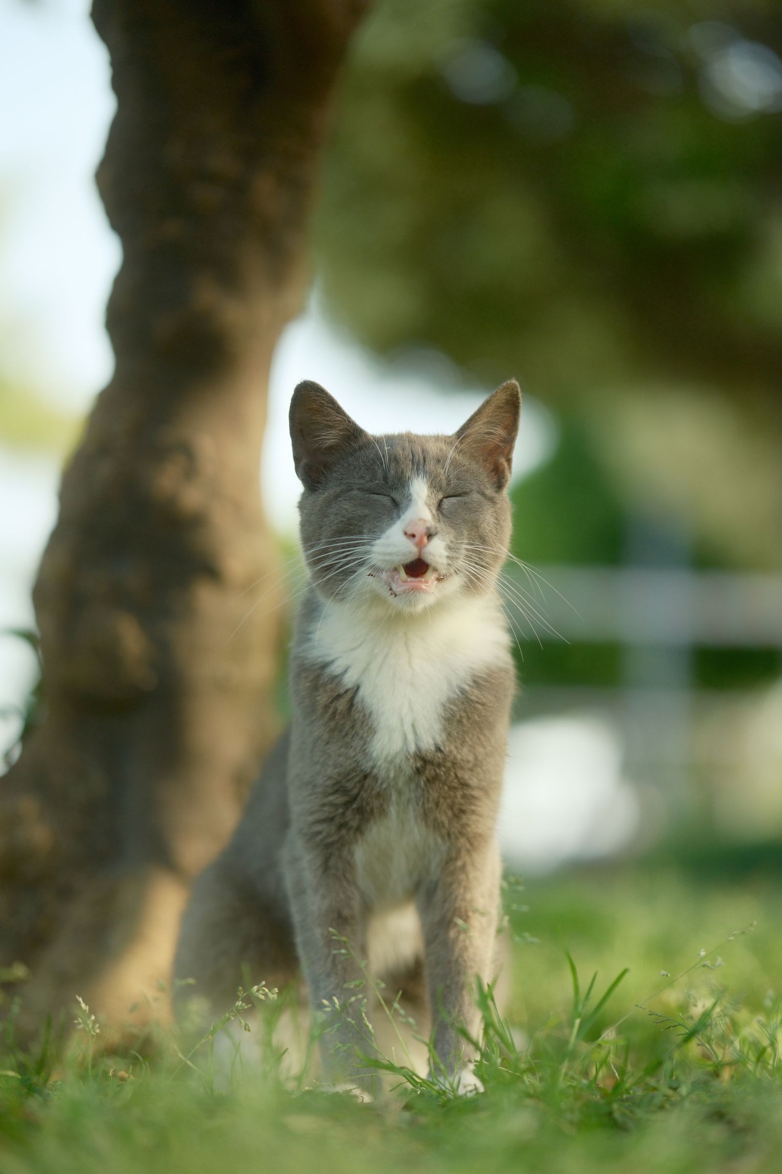 Happy Cat Photos, Download The BEST Free Happy Cat Stock Photos & HD Images