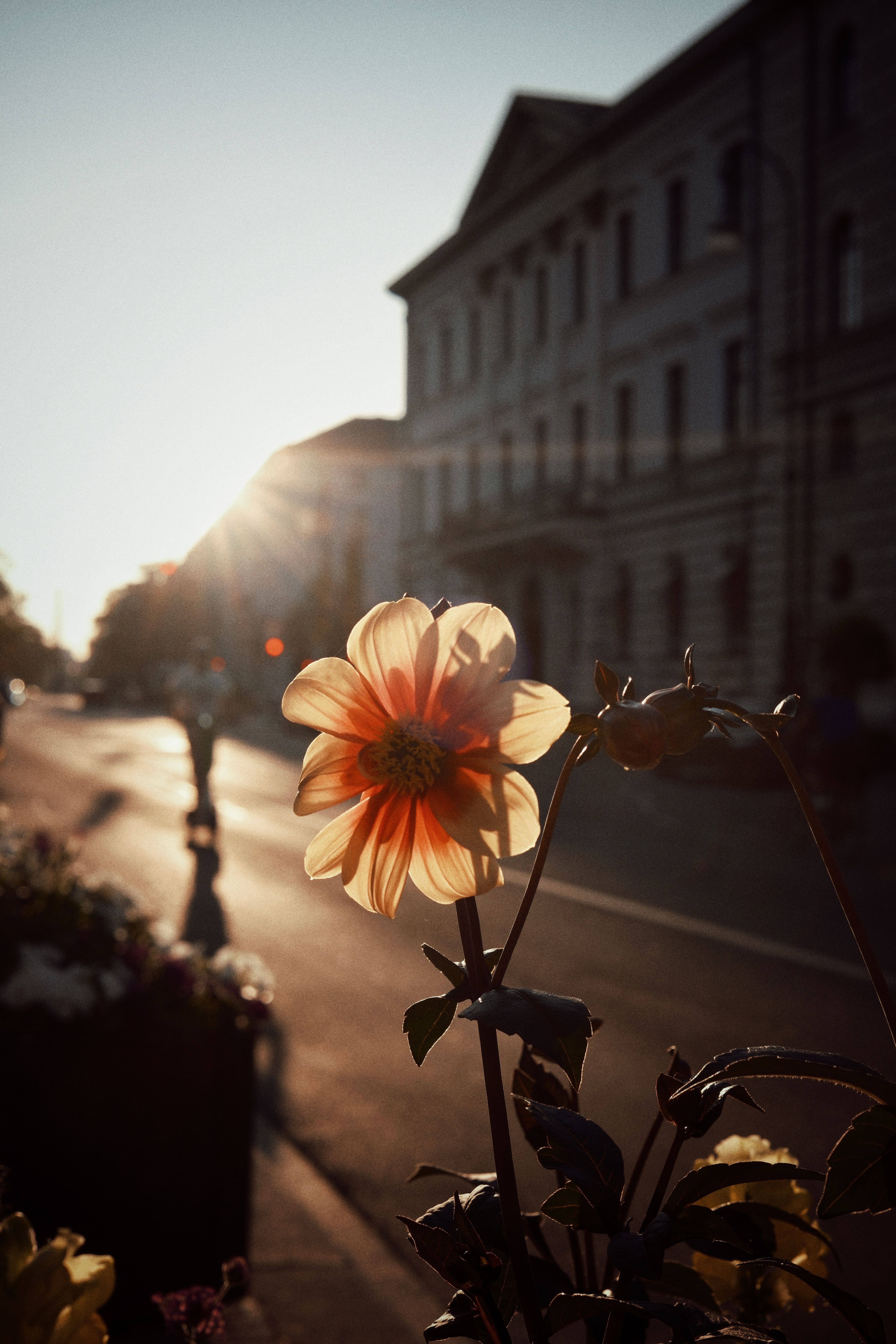 Street Light Background Photos, Download The BEST Free Street Light ...