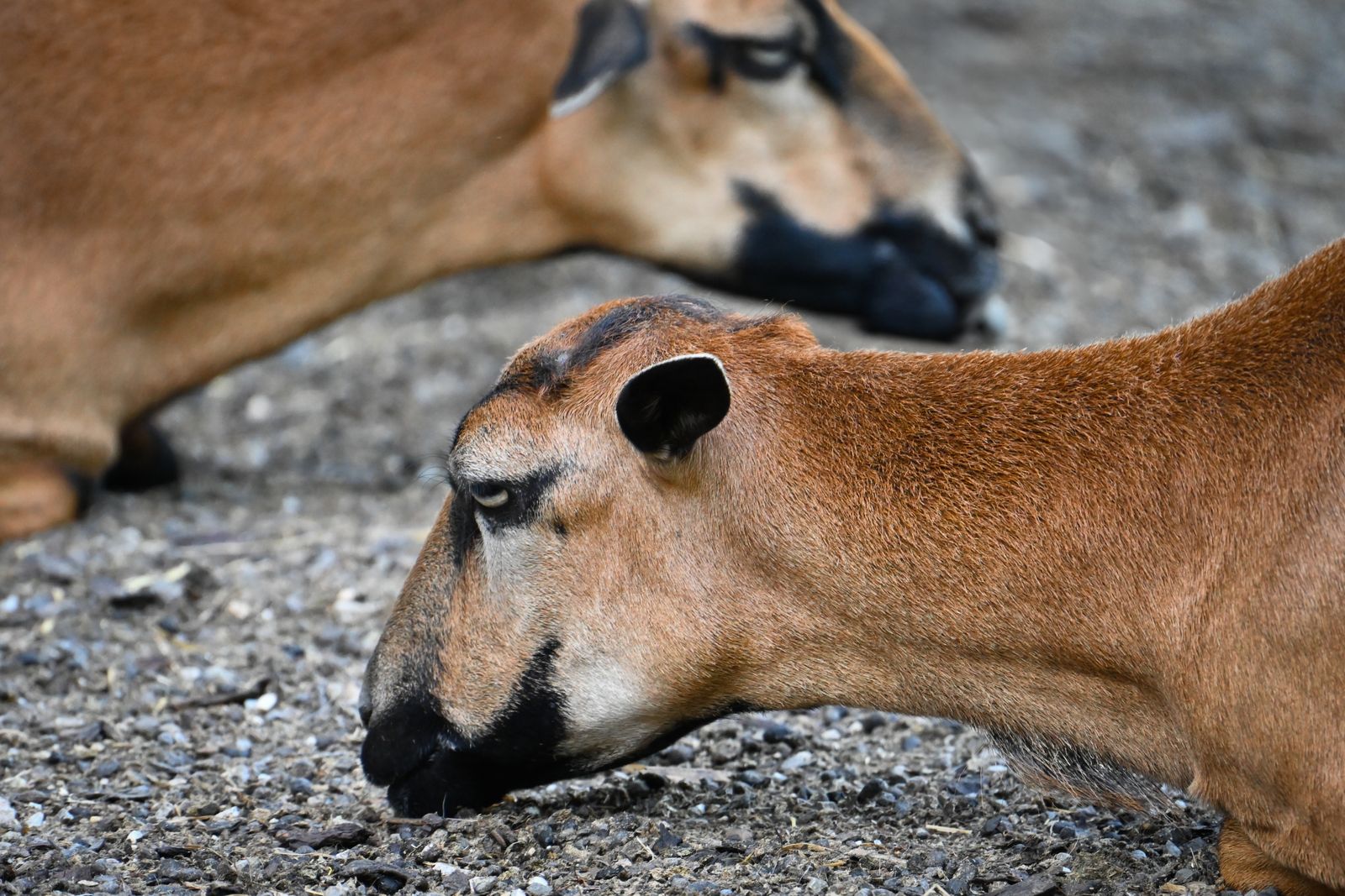 Sheep Face Photos, Download The BEST Free Sheep Face Stock Photos & HD ...