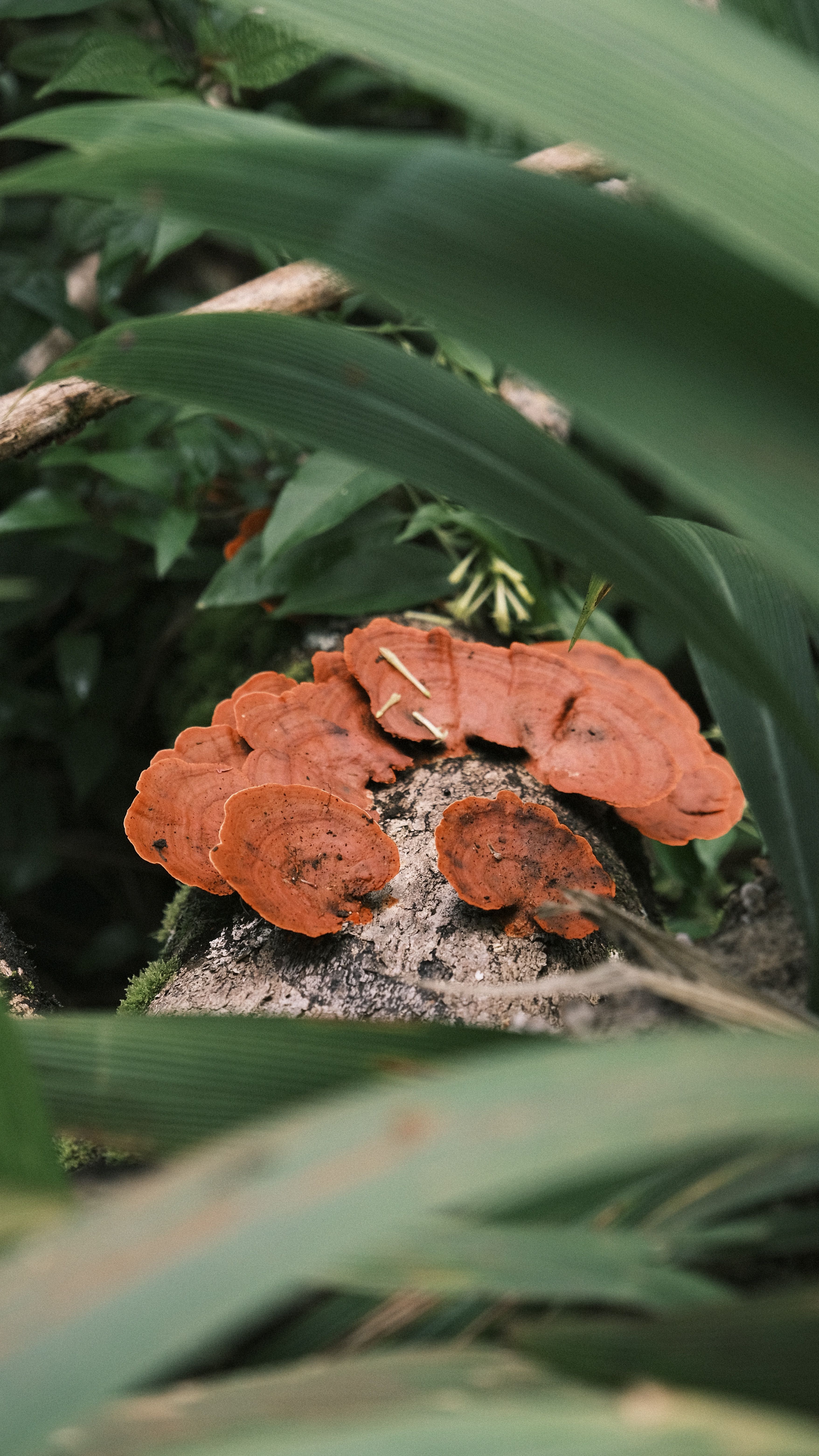 Hongos De Color Rojo Brillante En Un Tronco Forestal · Foto de stock ...