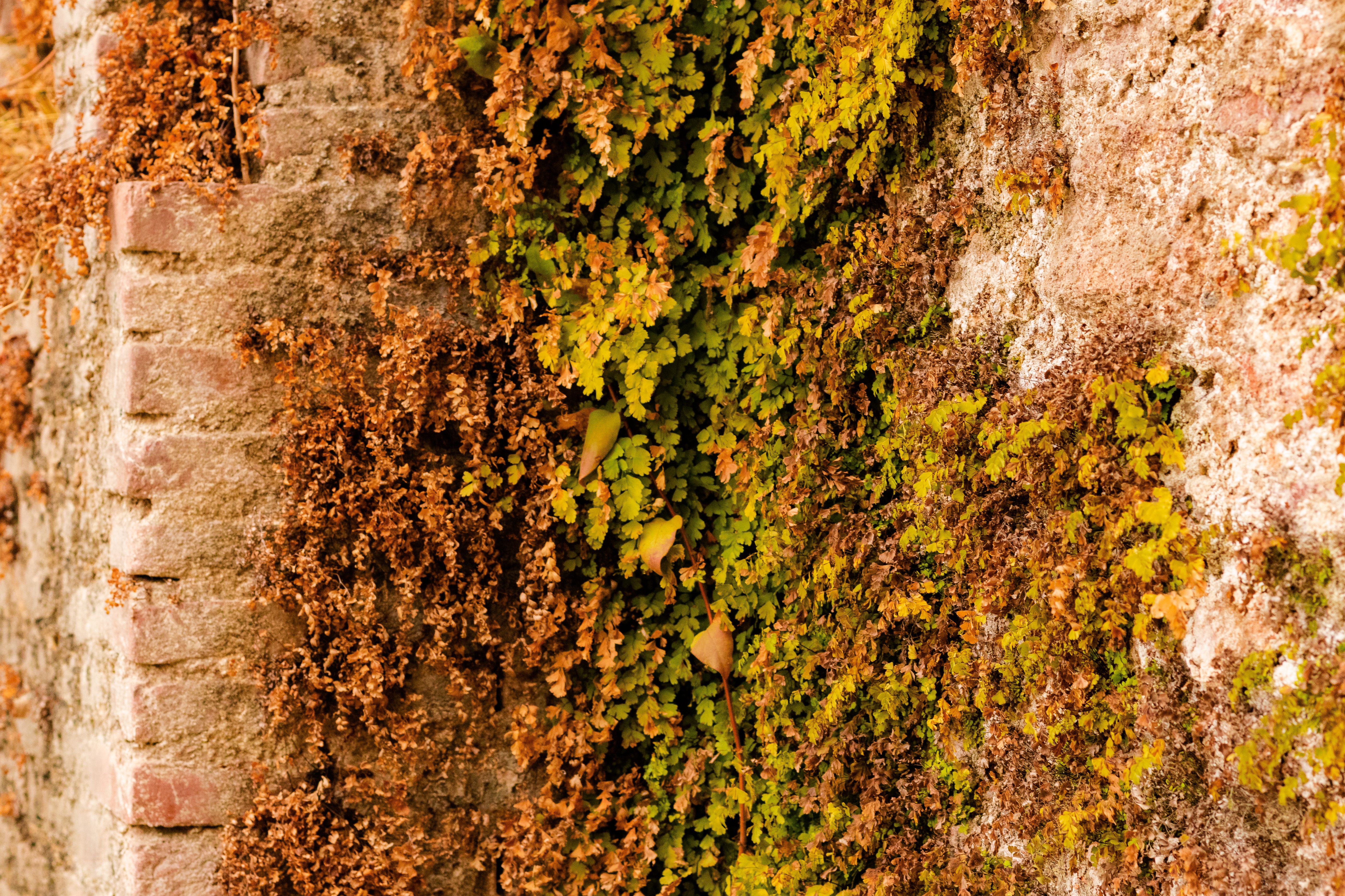 Moss And Vines Photos, Download The BEST Free Moss And Vines Stock ...