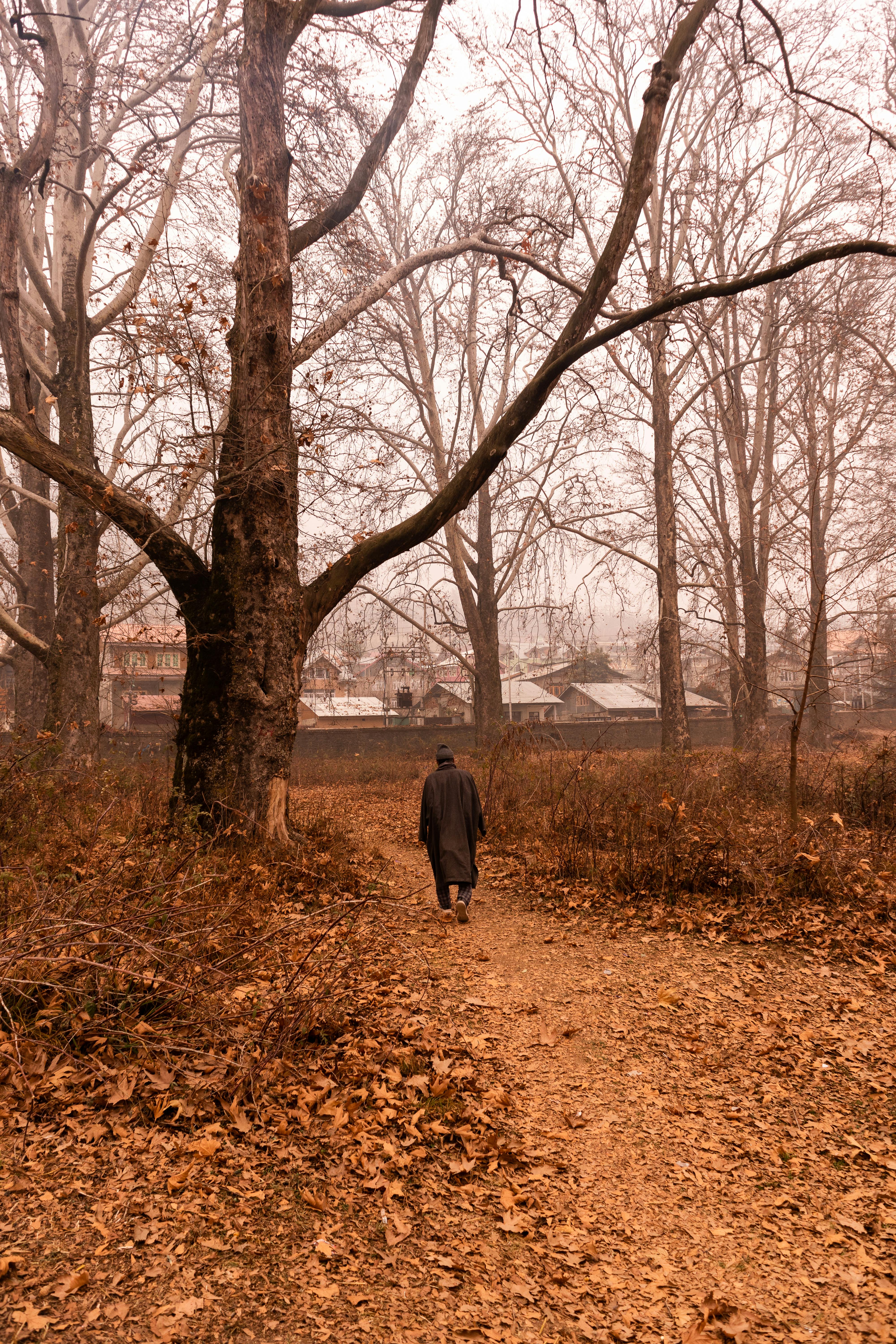 Autumn Chinar Tree Photos, Download The BEST Free Autumn Chinar Tree ...