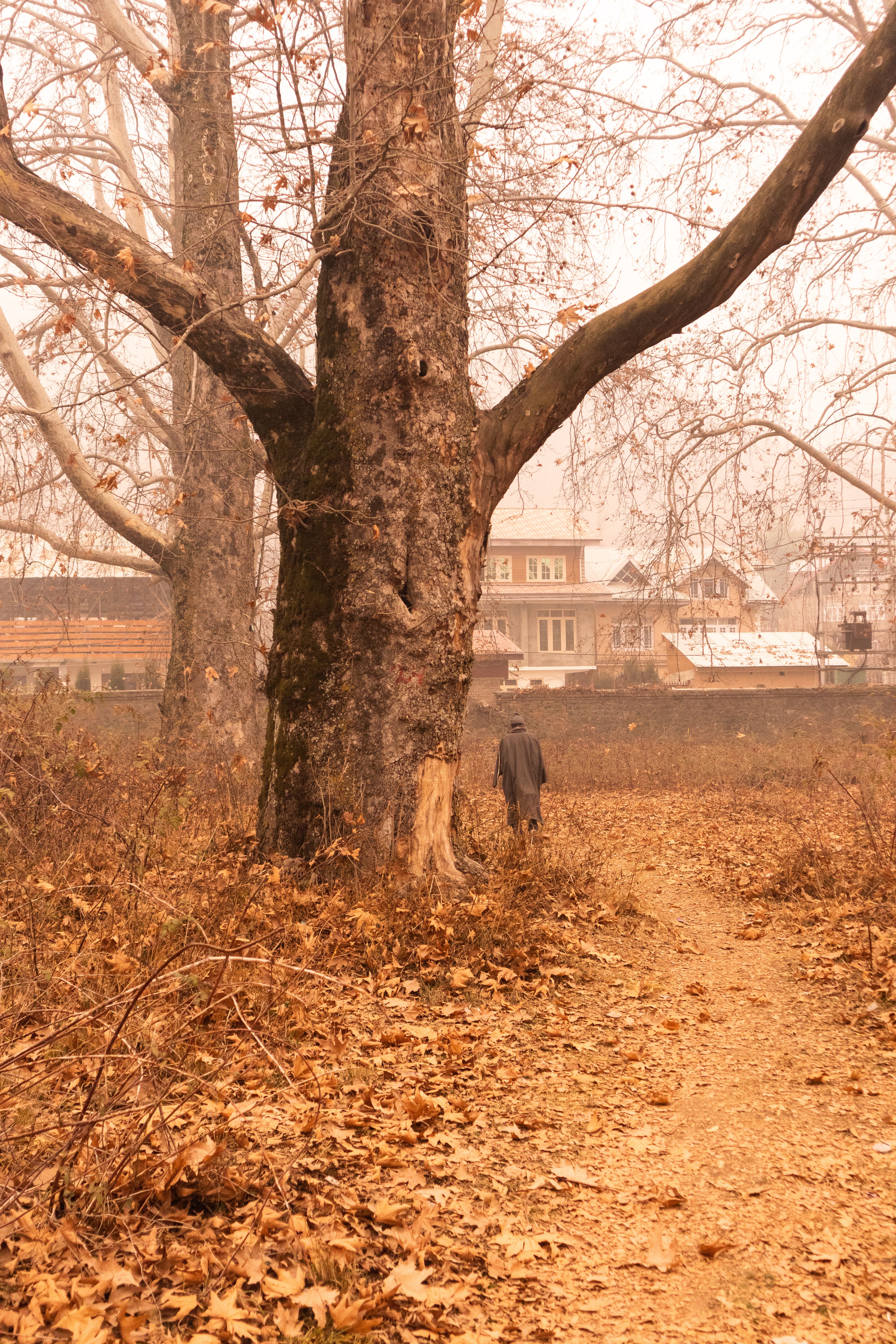 Serene Autumn Walk Among Chinar Trees · Free Stock Photo