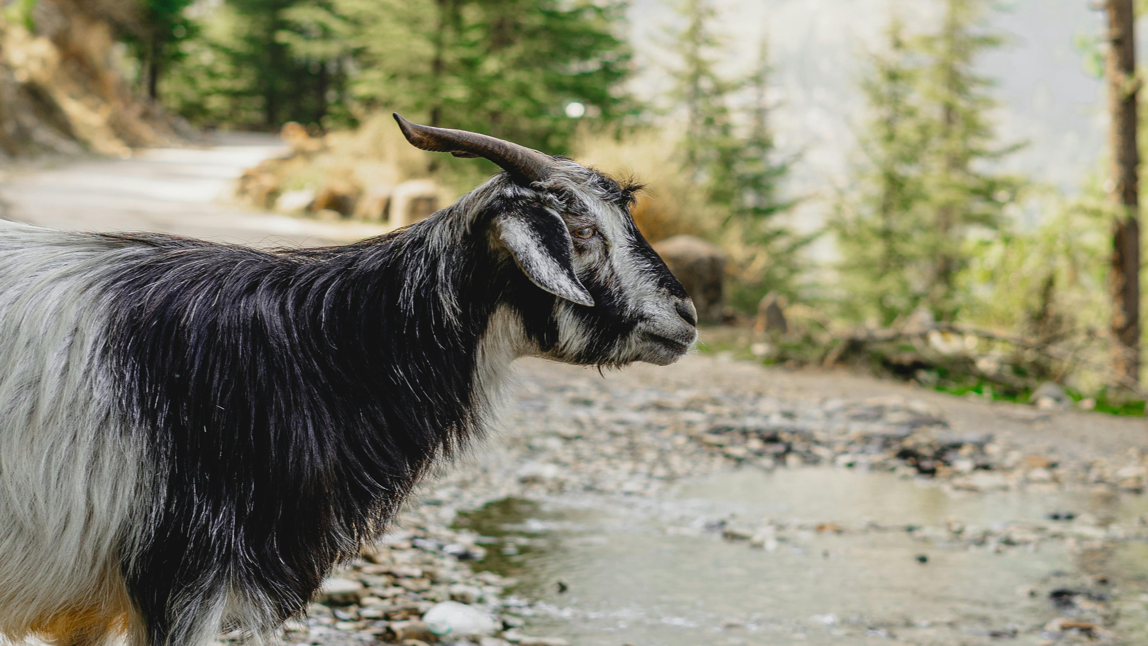 Goat Pic Photos, Download The BEST Free Goat Pic Stock Photos & HD Images