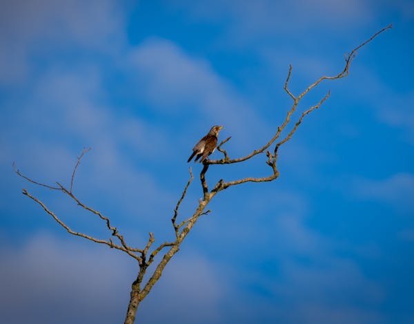 Free Pick Photos, Download The BEST Free Free Pick Stock Photos & HD Images