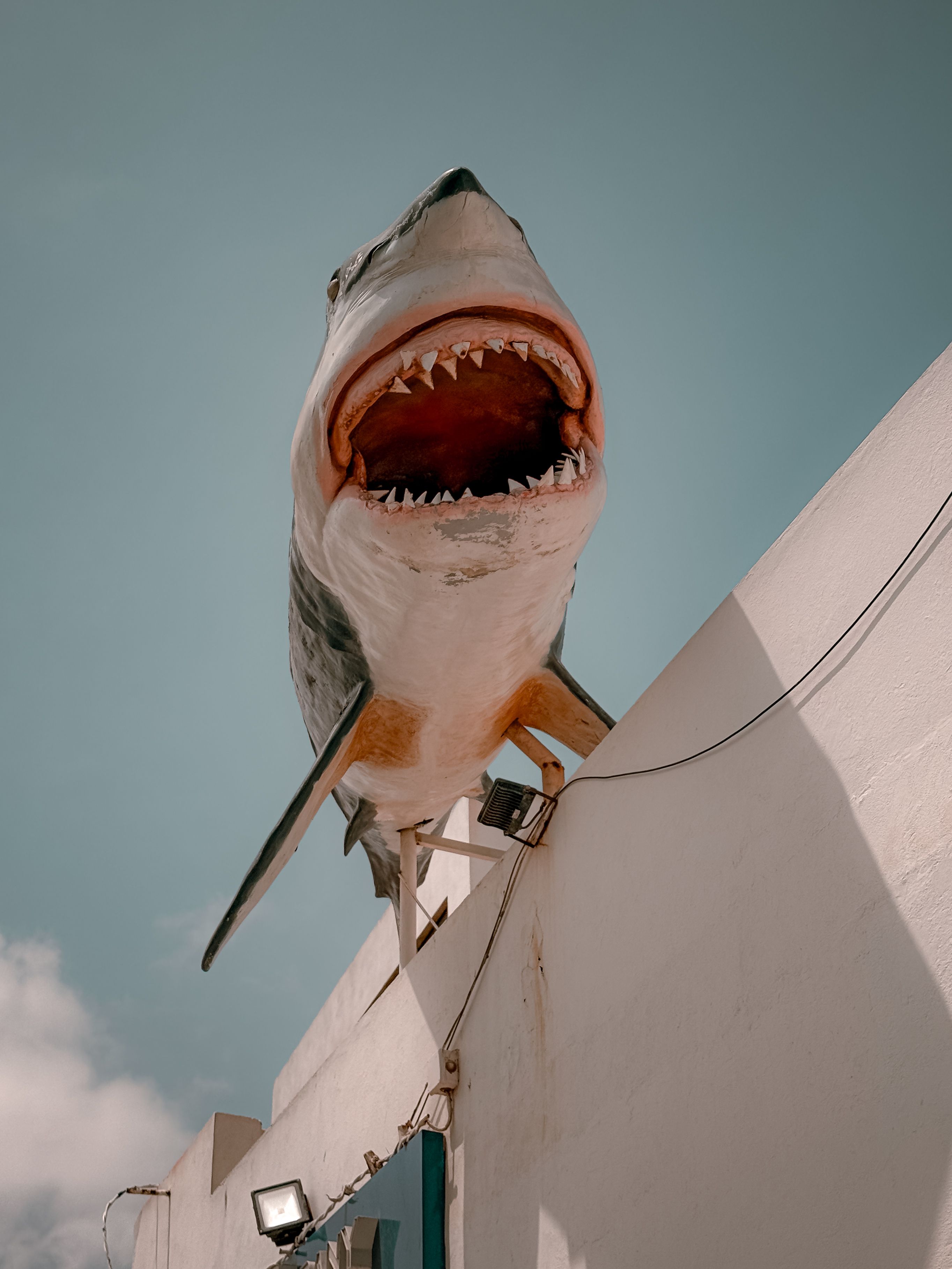 Mako Shark Photos, Download The BEST Free Mako Shark Stock Photos & HD ...