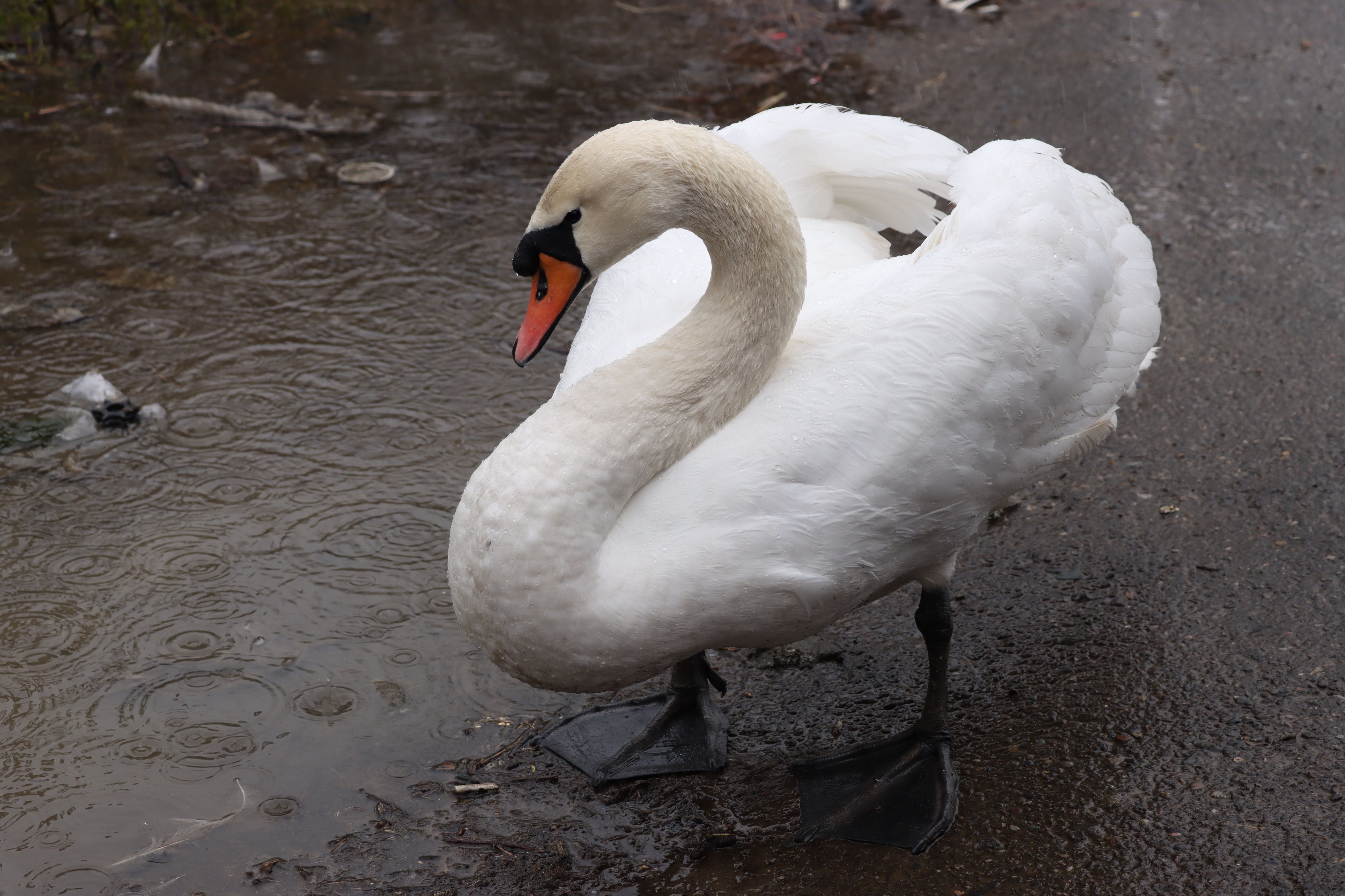 Swan Lake Photos, Download The BEST Free Swan Lake Stock Photos & HD Images