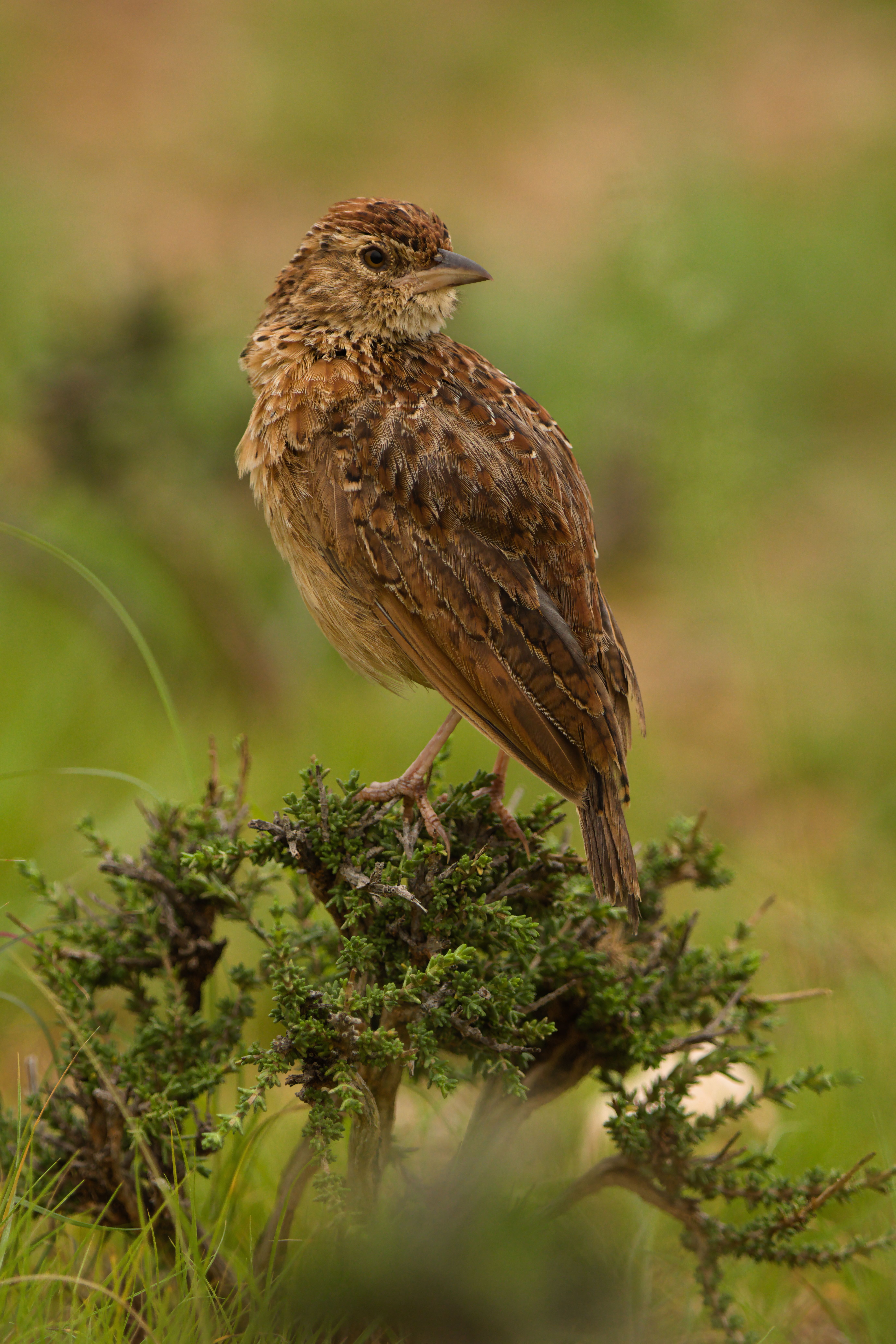 Clapper Lark Photos, Download The BEST Free Clapper Lark Stock Photos ...