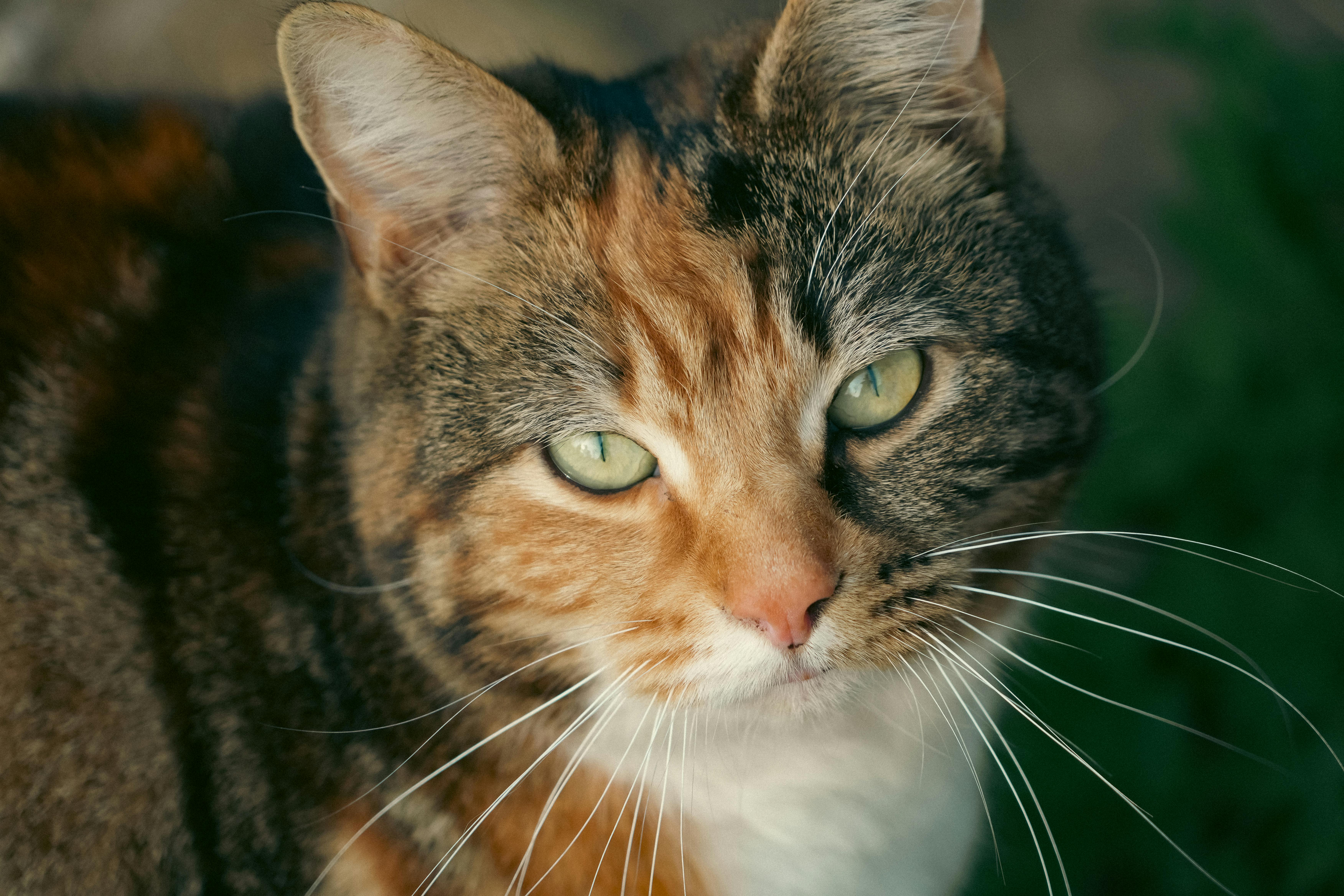 Sheldon Garfield Photos, Download The BEST Free Sheldon Garfield Stock ...