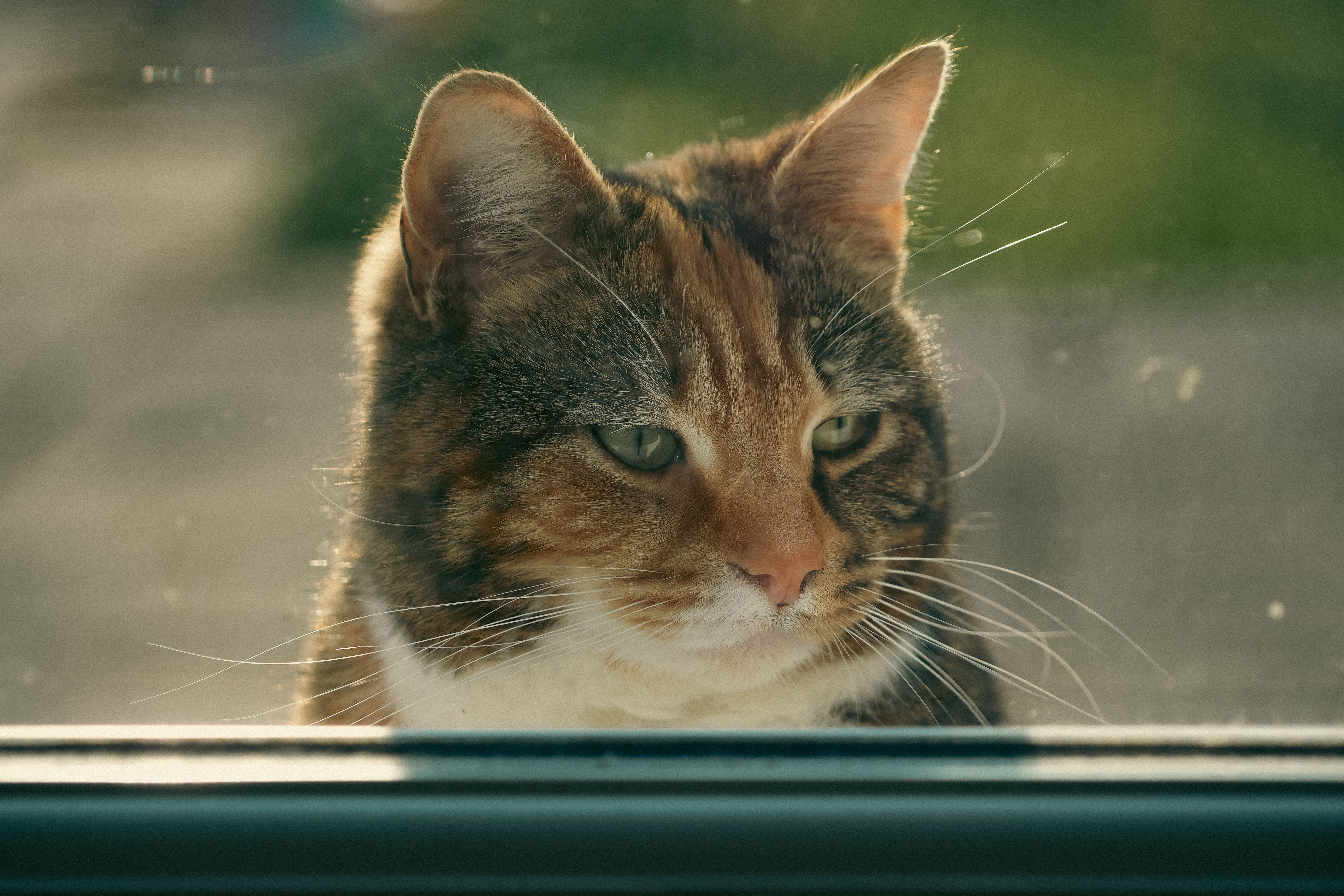 Furry Cat Portrait Photos, Download The BEST Free Furry Cat Portrait ...