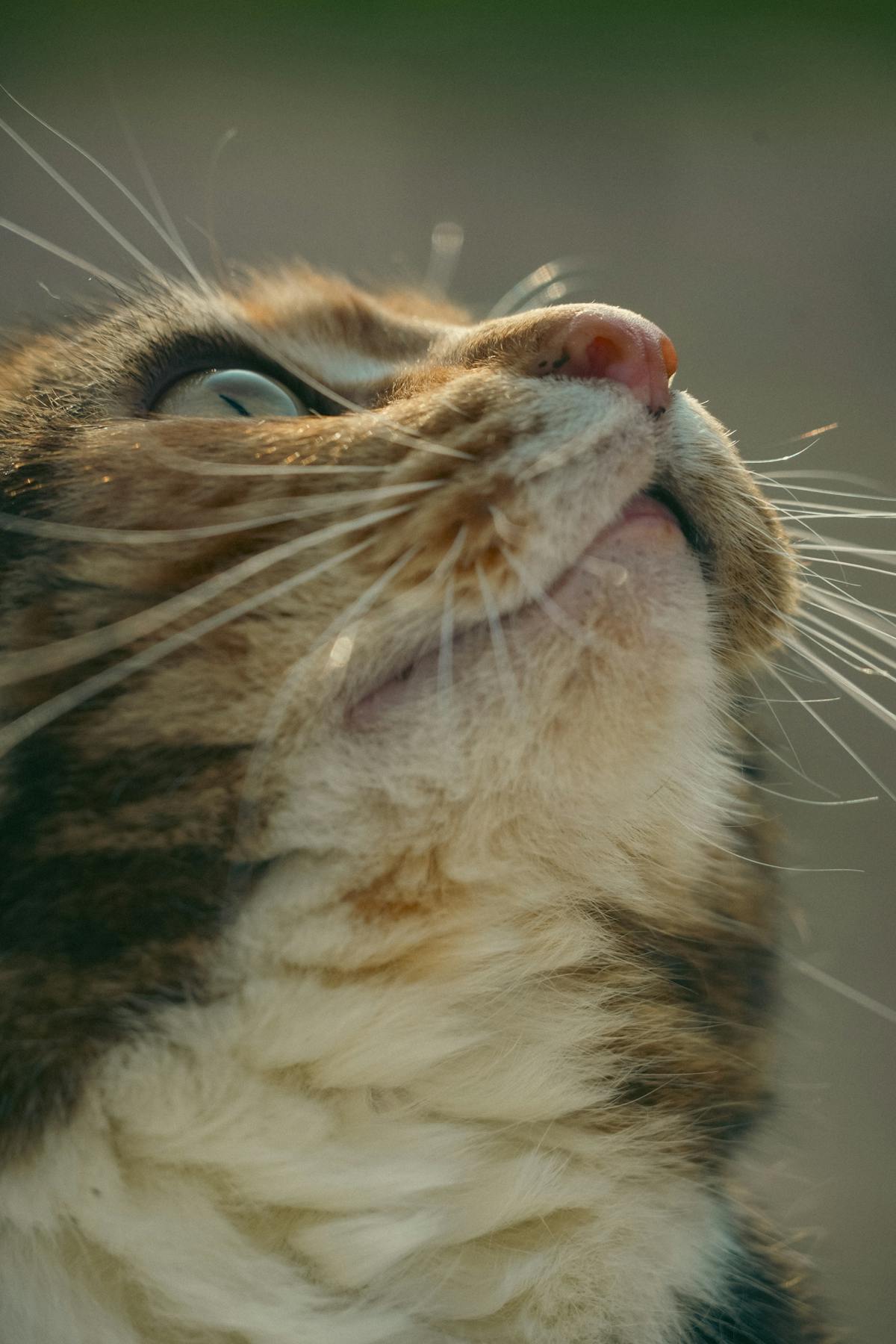 Grumpy Cat Photos, Download The BEST Free Grumpy Cat Stock Photos & HD ...