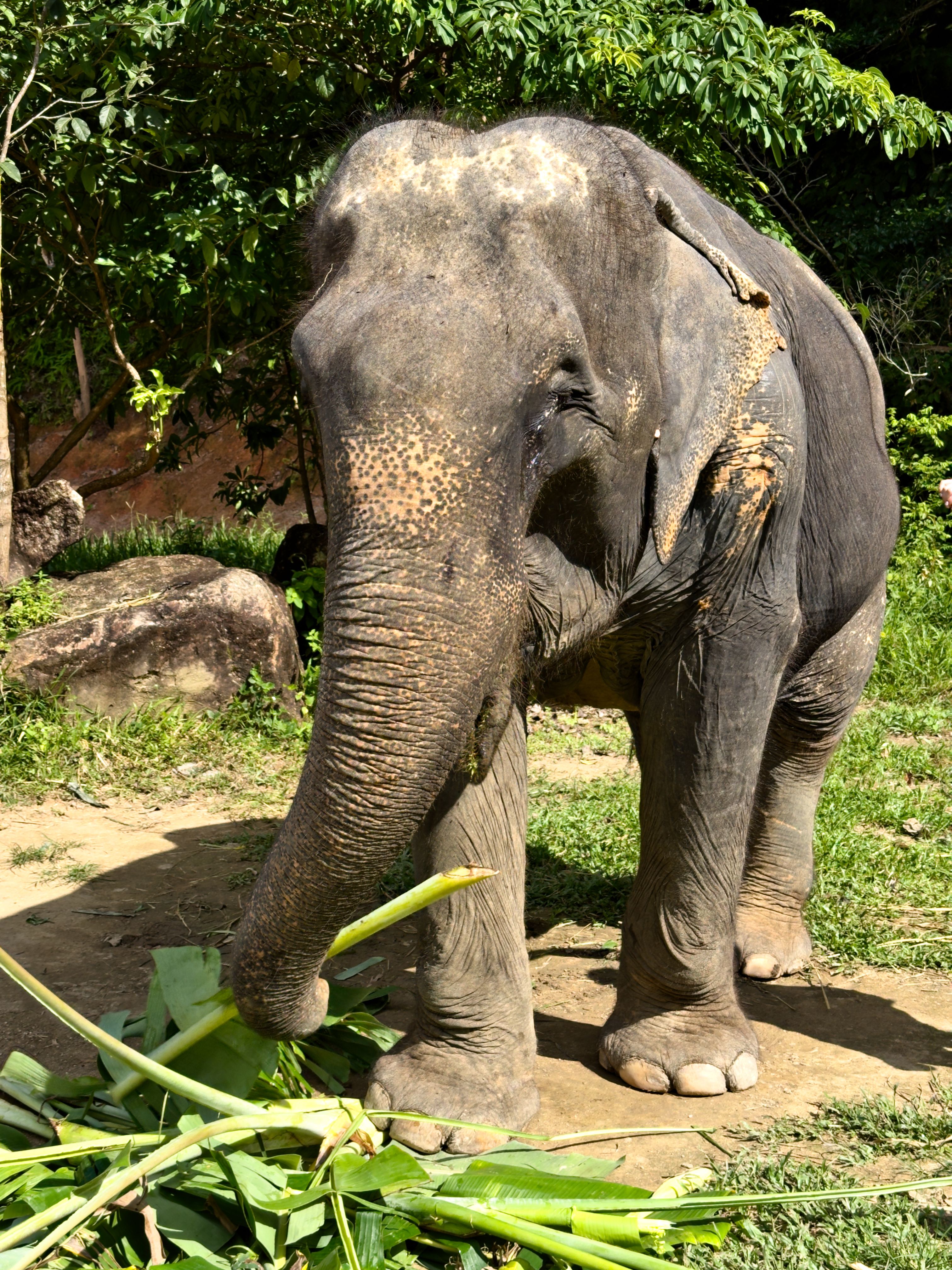 Kuva Tusks Photos, Download The BEST Free Kuva Tusks Stock Photos & HD ...