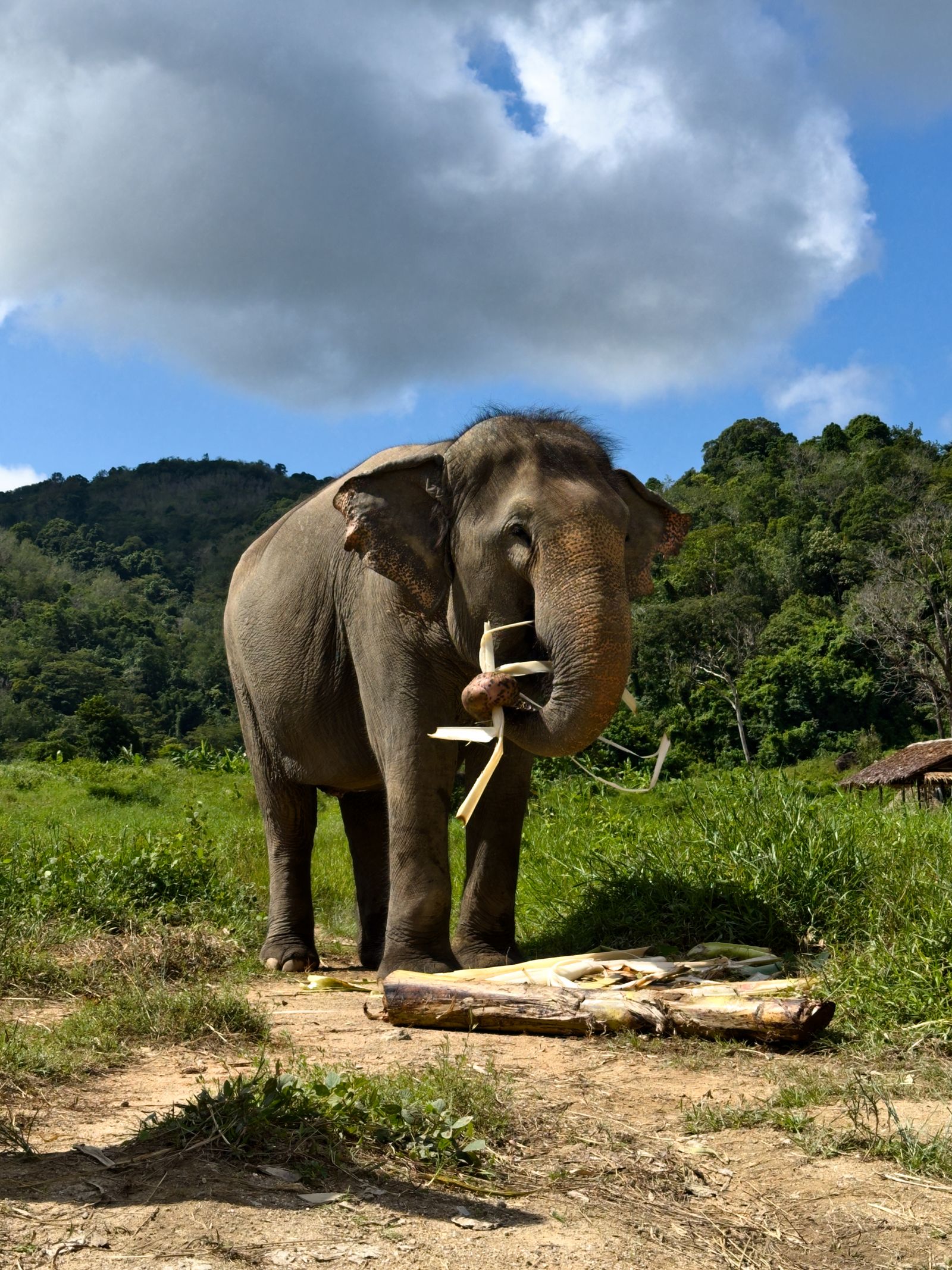 Asian Elephant Photos, Download The BEST Free Asian Elephant Stock ...