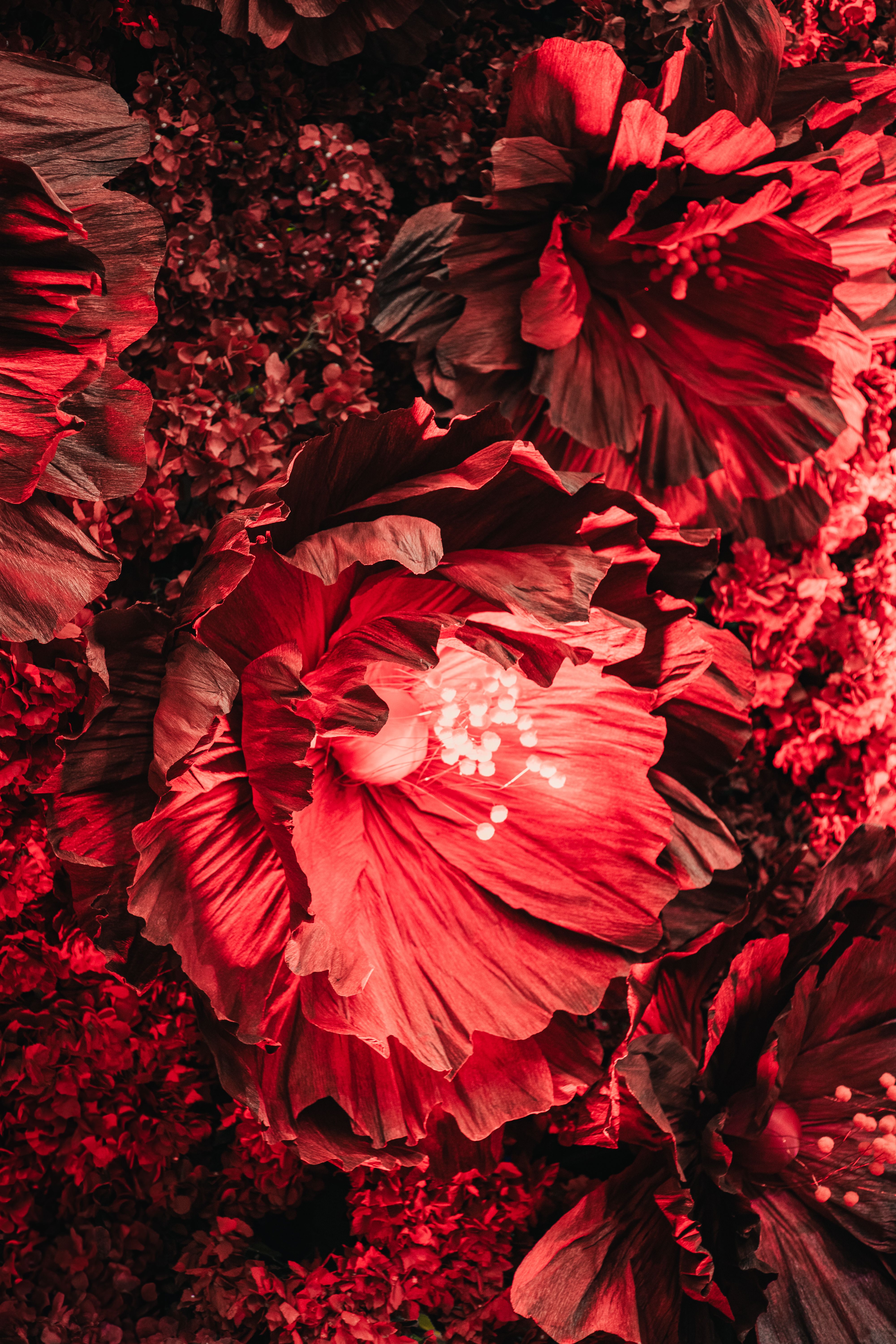 Color: Red Photos, Download The BEST Free Color: Red Stock Photos & HD ...