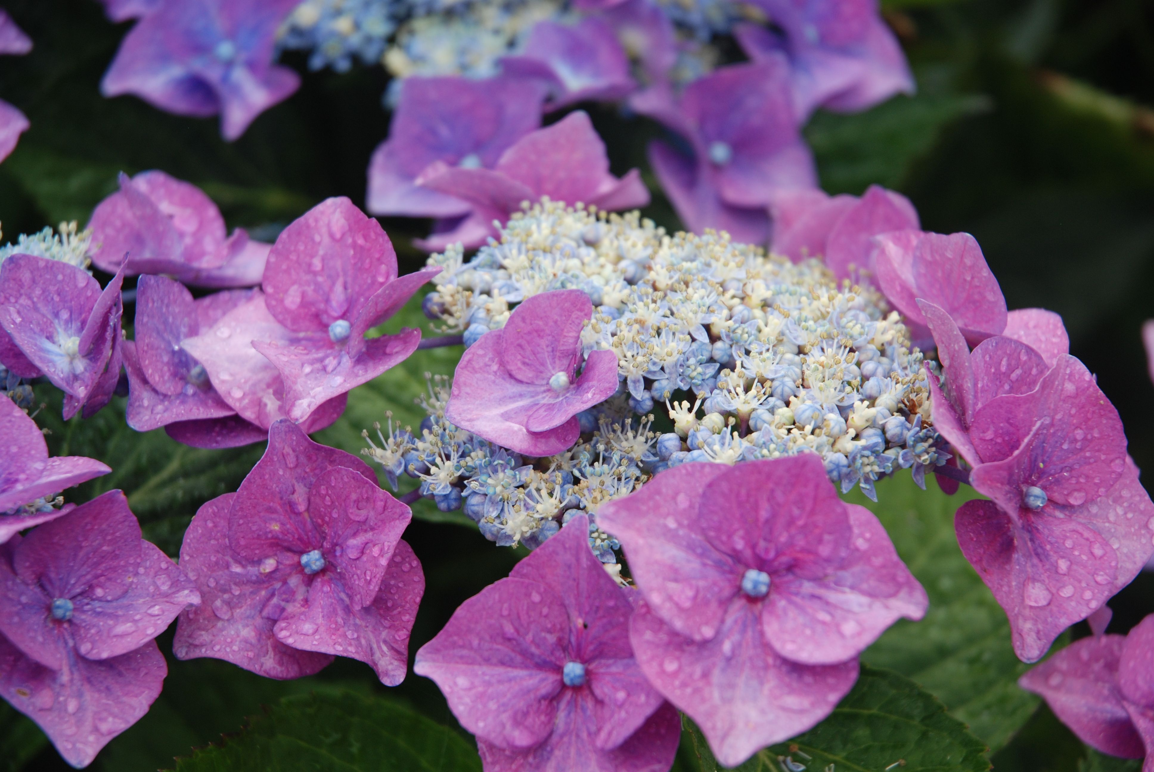 Purple Hydrangeas · Free Stock Photo