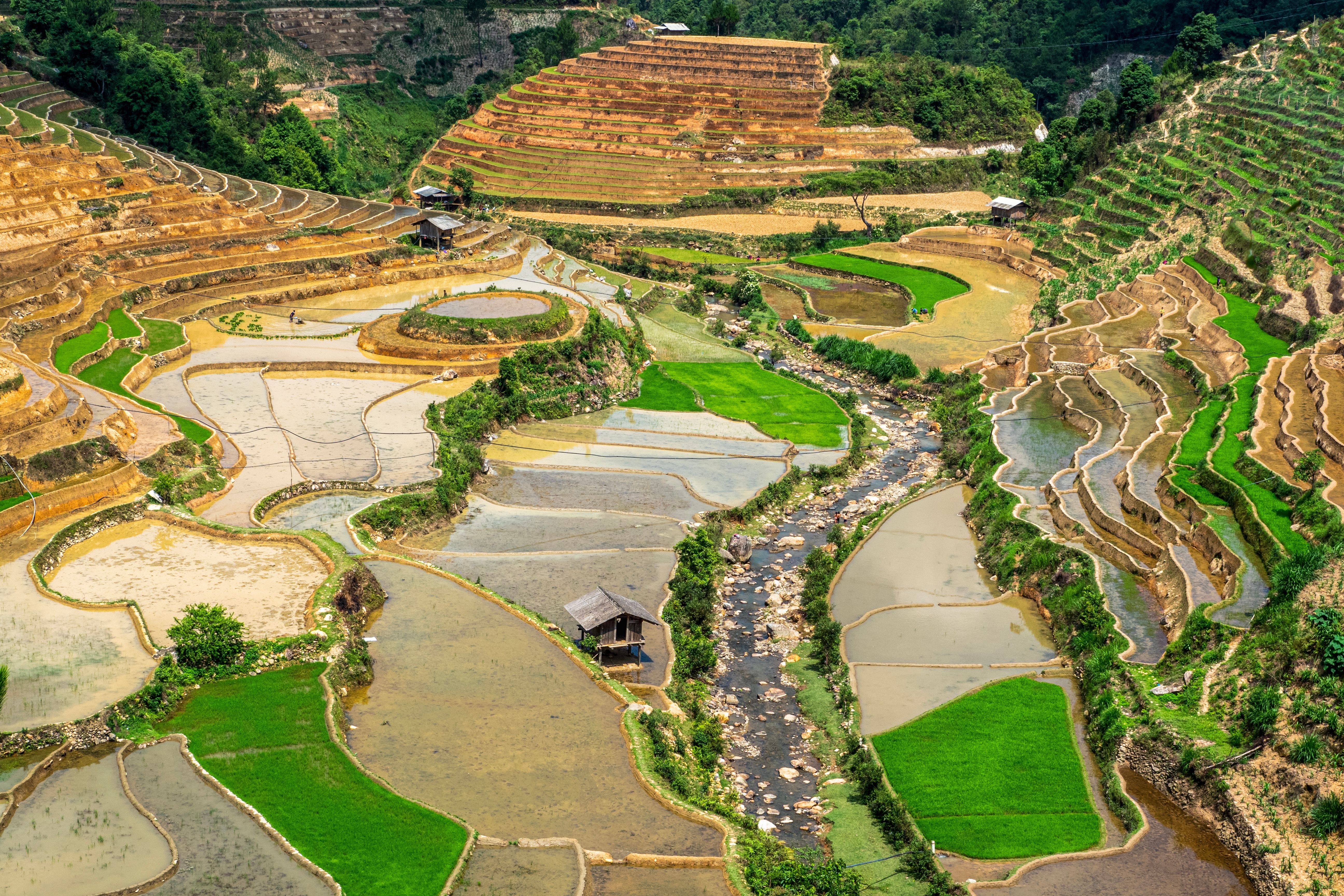 Rice Terraces · Free Stock Photo