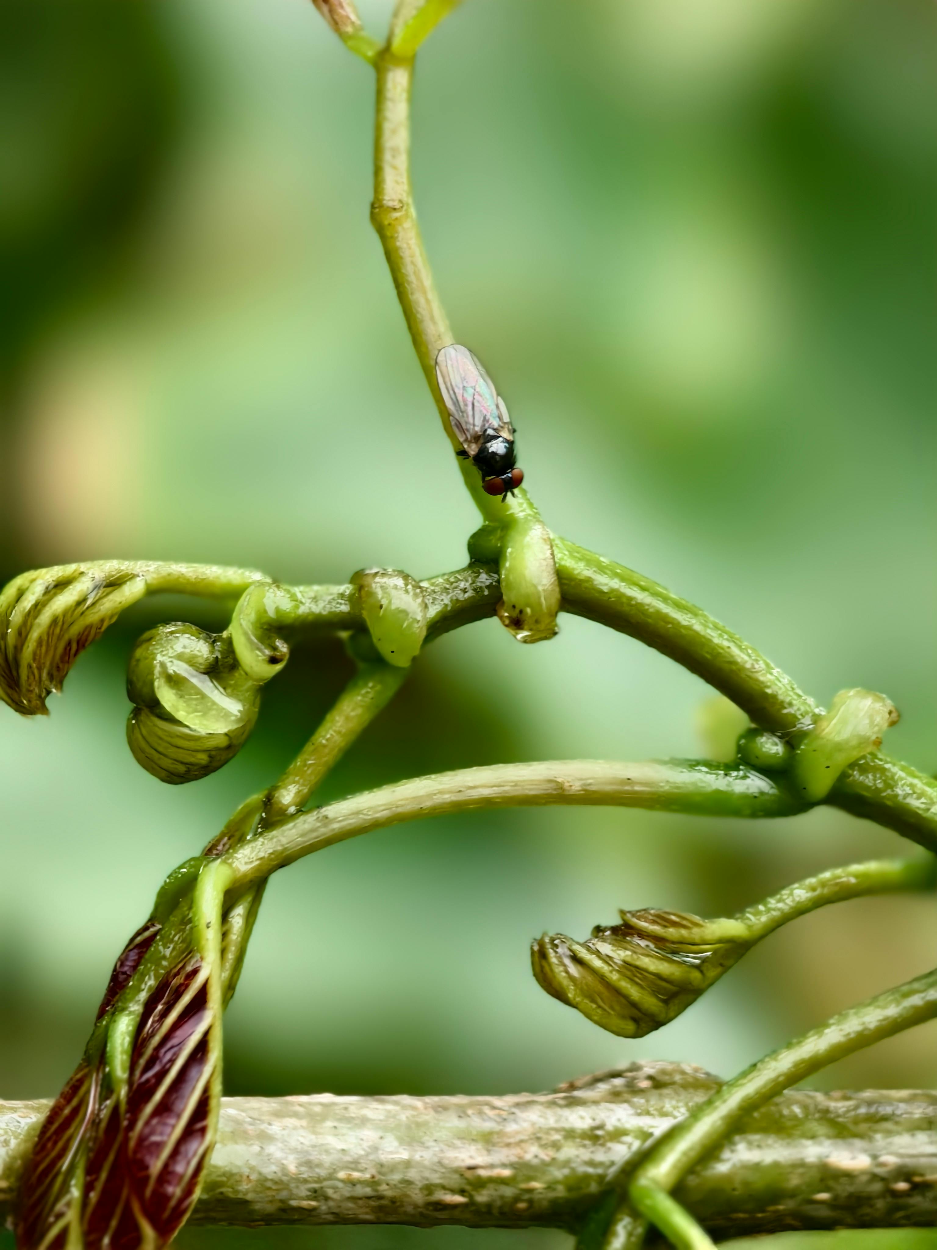 Cassava Plant Photos, Download The BEST Free Cassava Plant Stock Photos ...