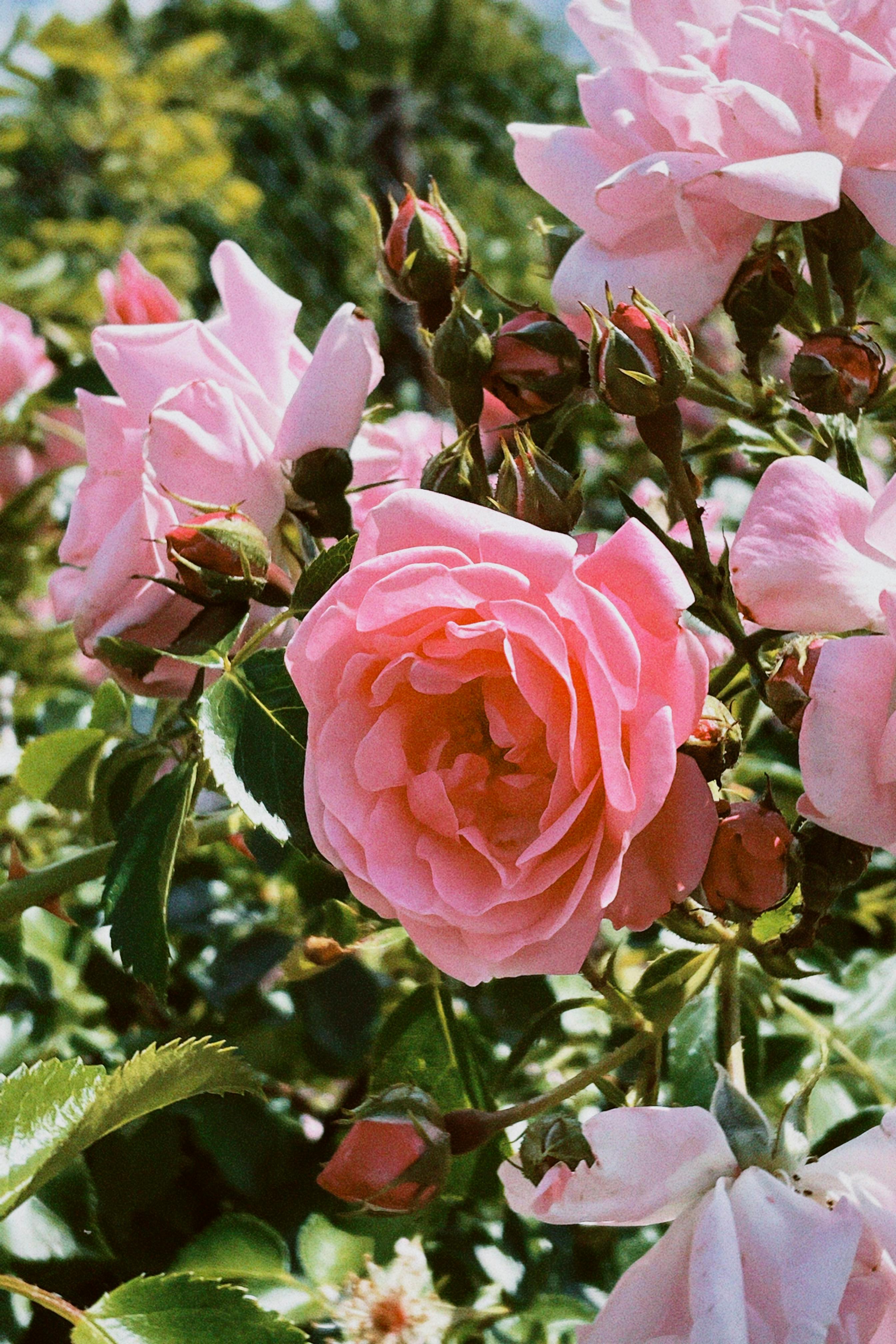 Gulab Flower Photos, Download The BEST Free Gulab Flower Stock Photos ...