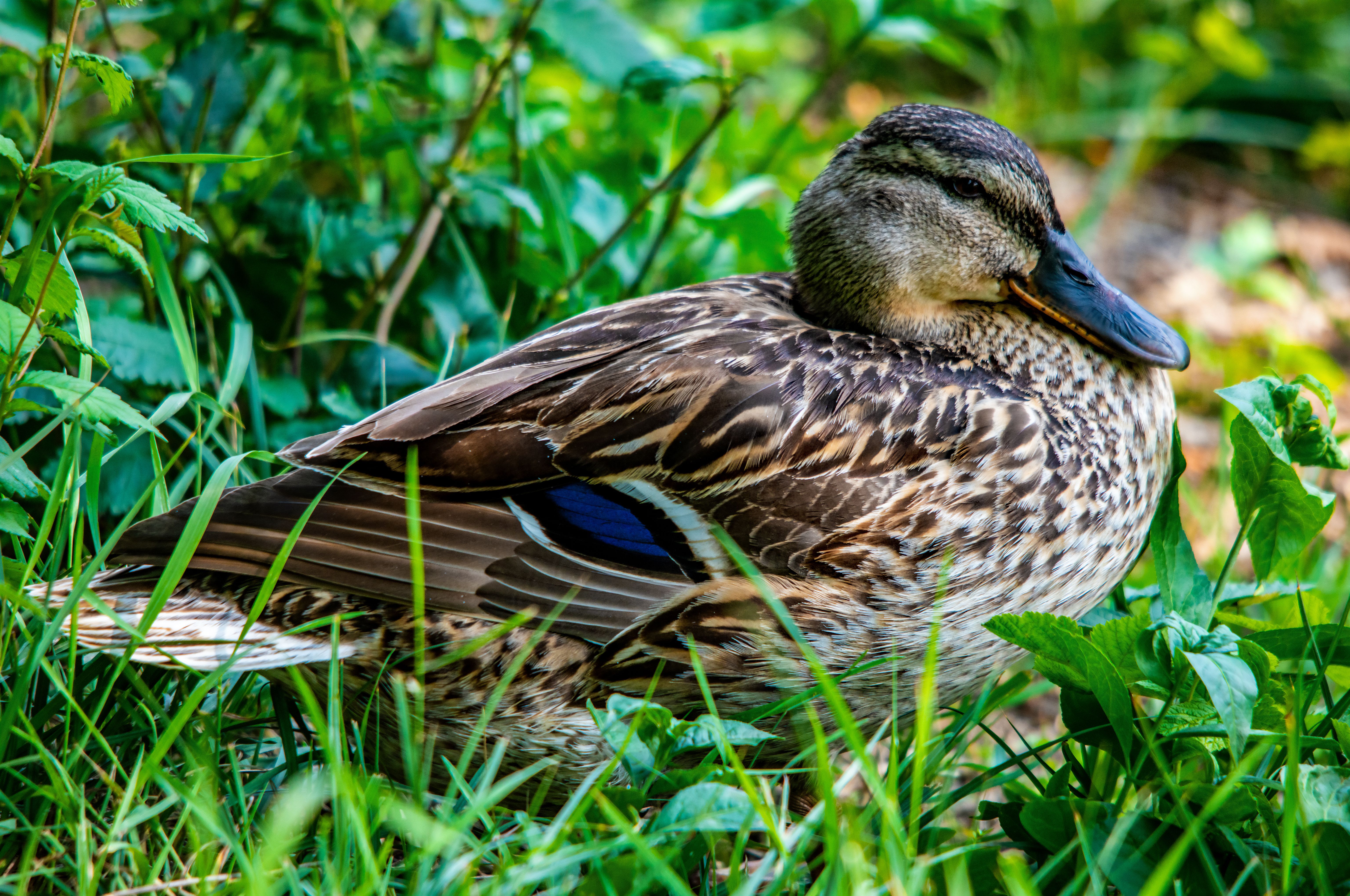 Duck Who Lived Photos, Download The BEST Free Duck Who Lived Stock ...