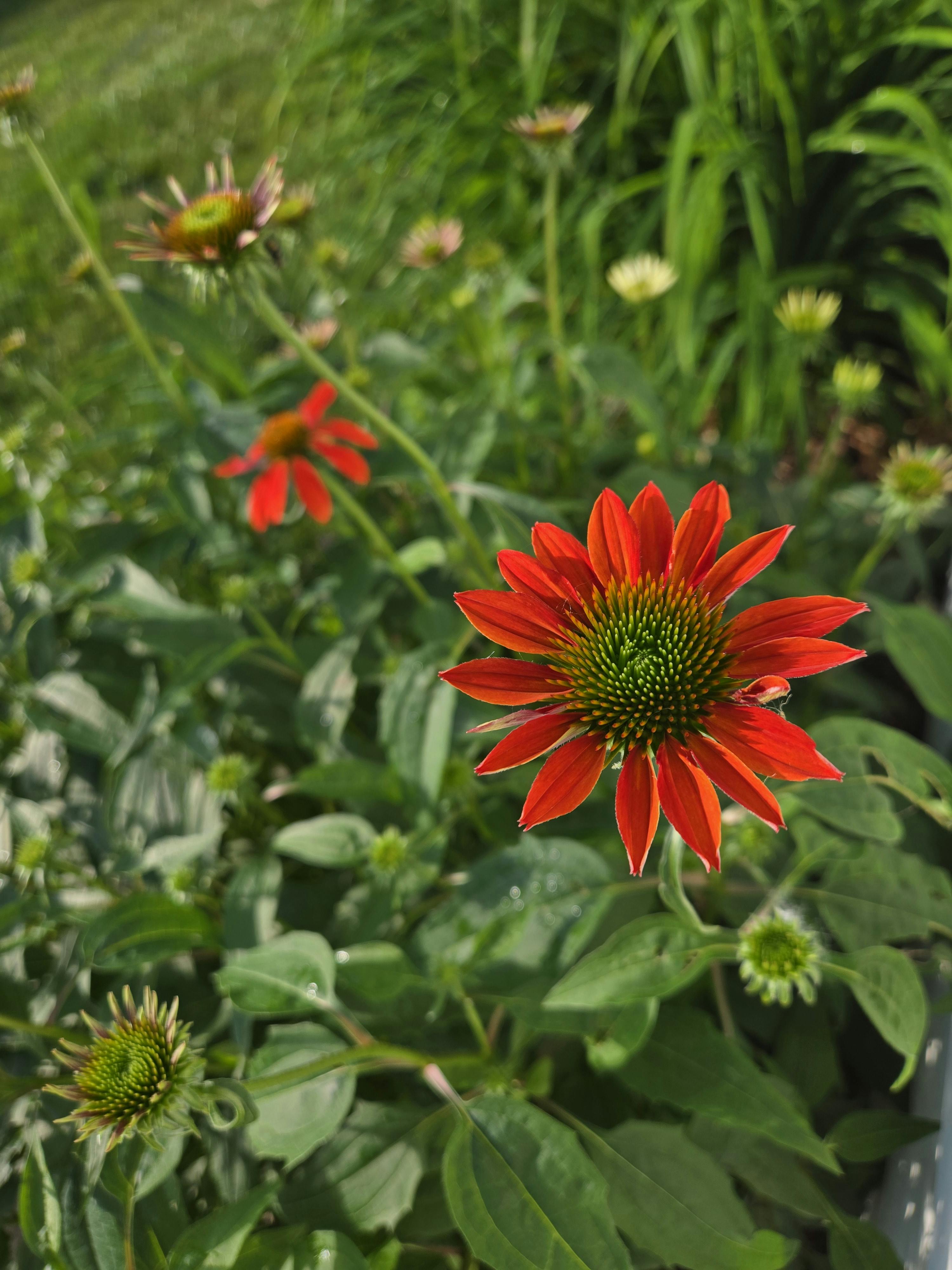 Vibrant Red Coneflowers in Bloom Outdoors · Free Stock Photo