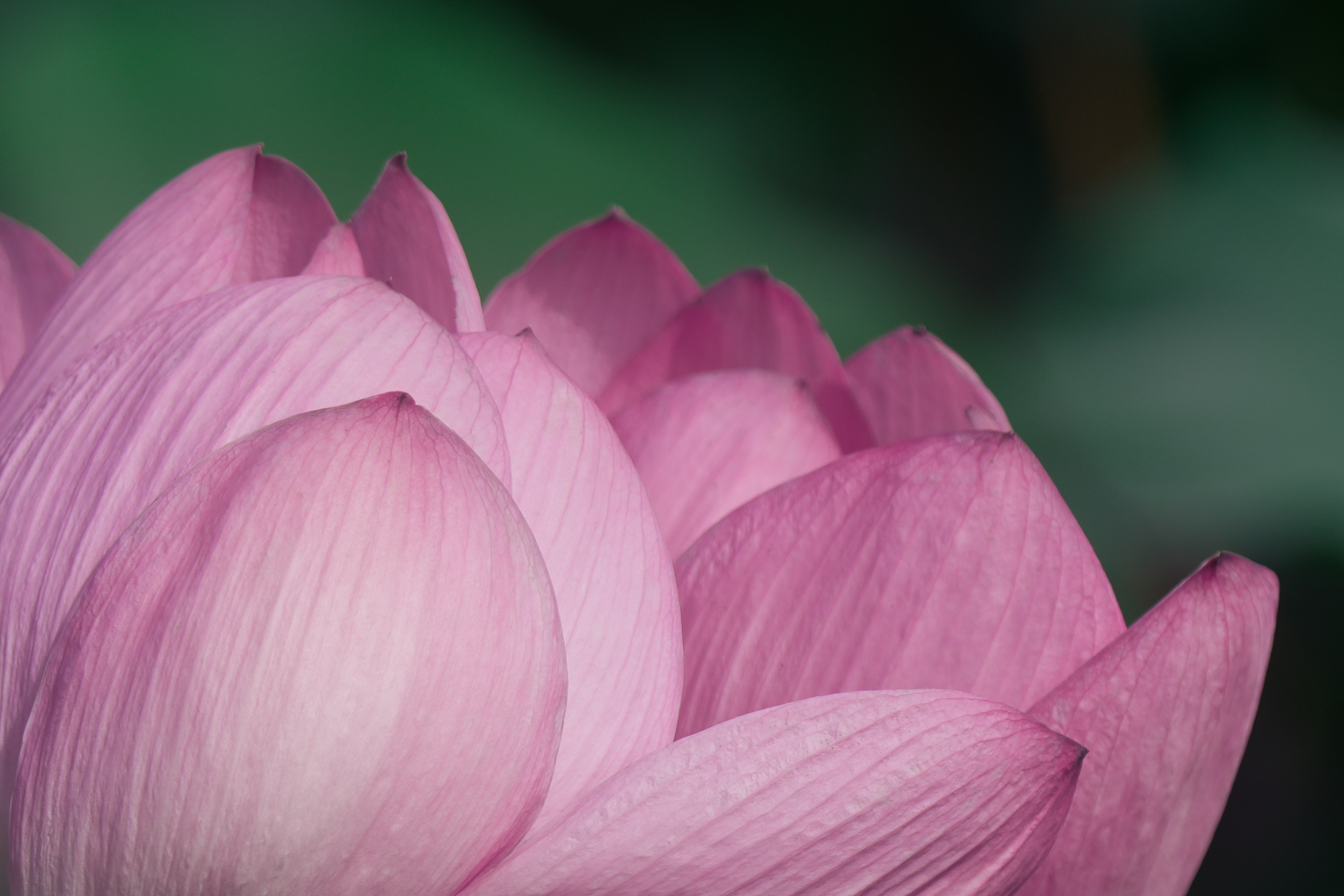 Closeup of Pink Lotus Flower Petals · Free Stock Photo
