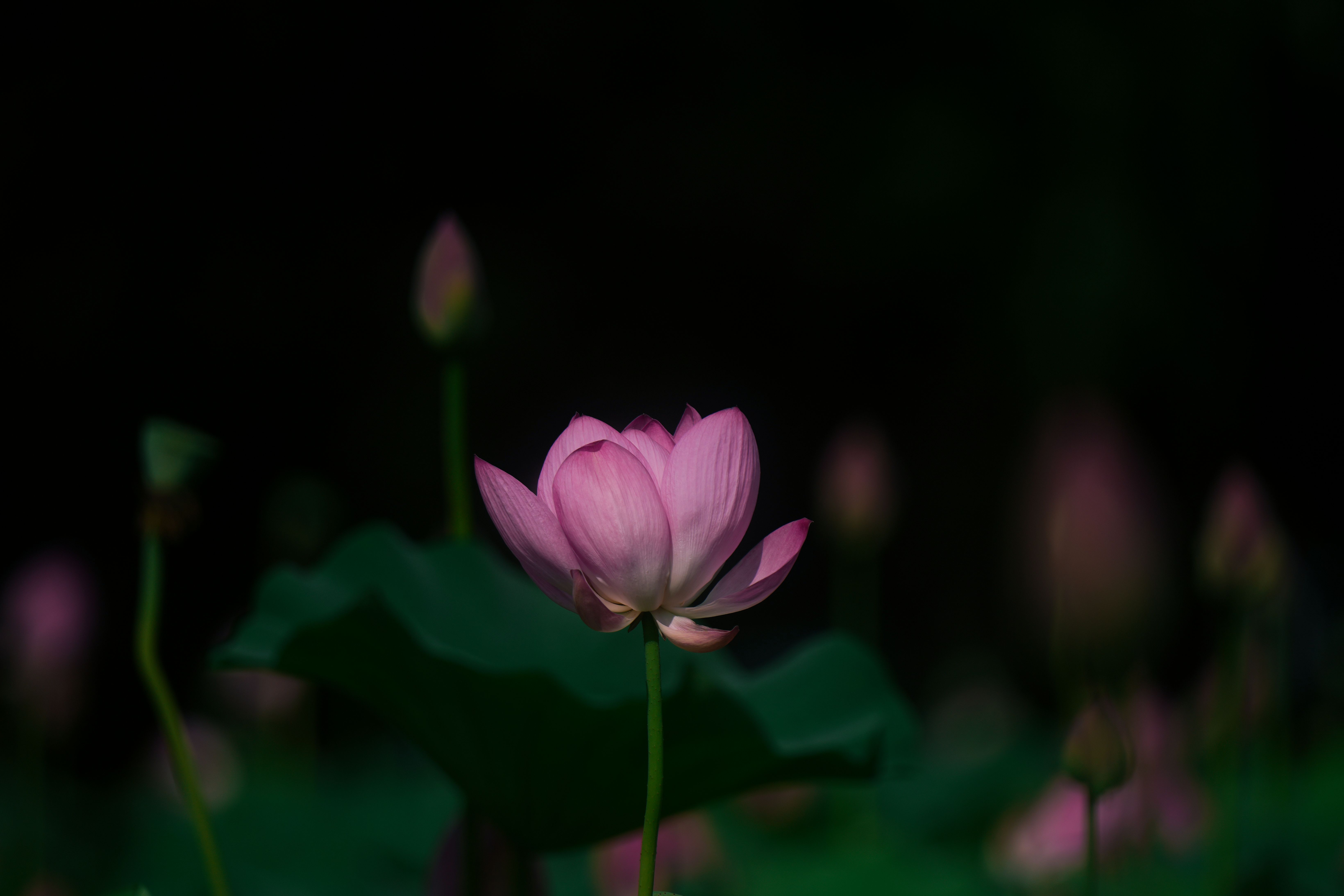 Close-up Photography of Lotus · Free Stock Photo