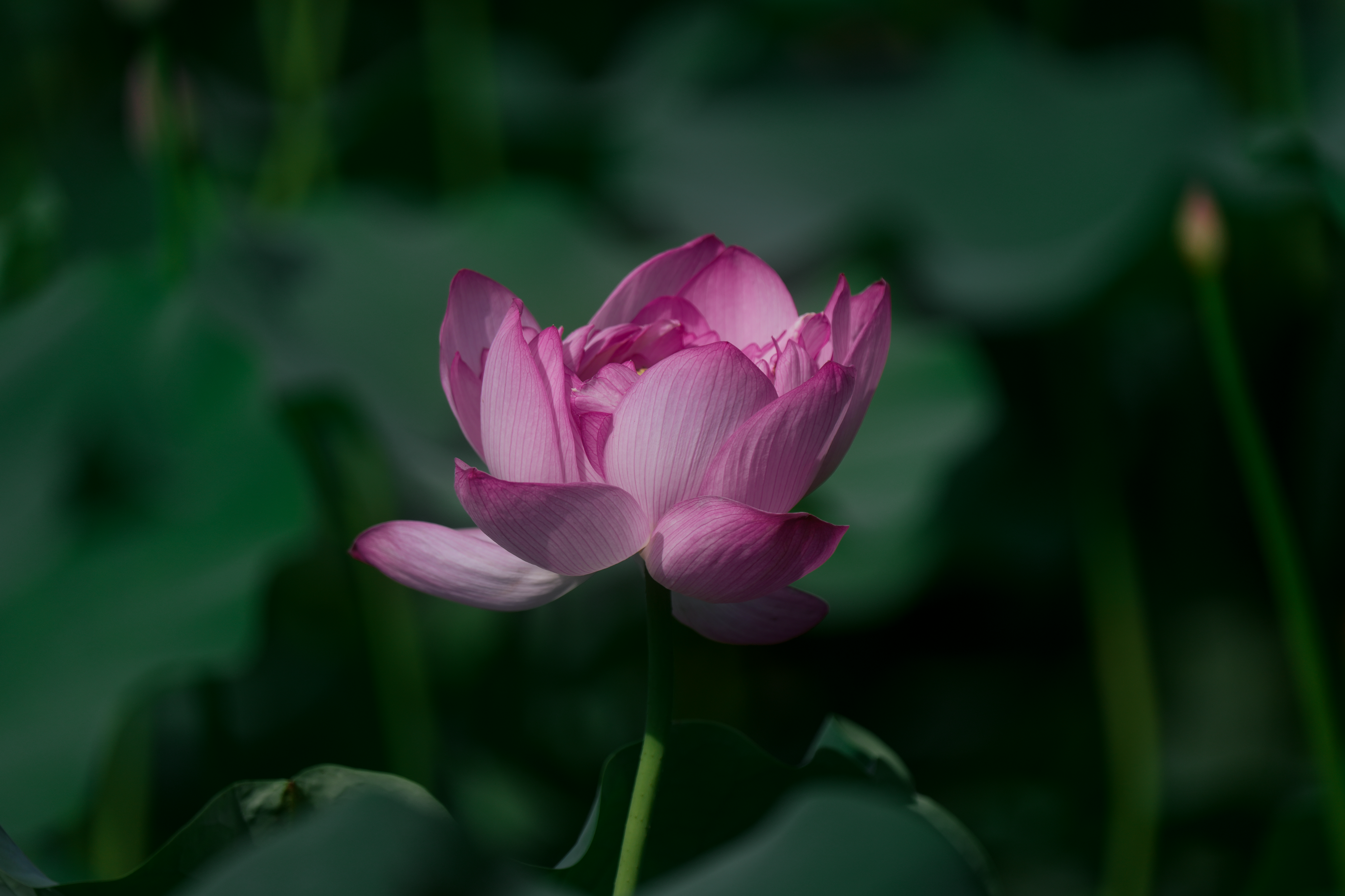 Vibrant Pink Lotus Flower in Lush Greenery · Free Stock Photo