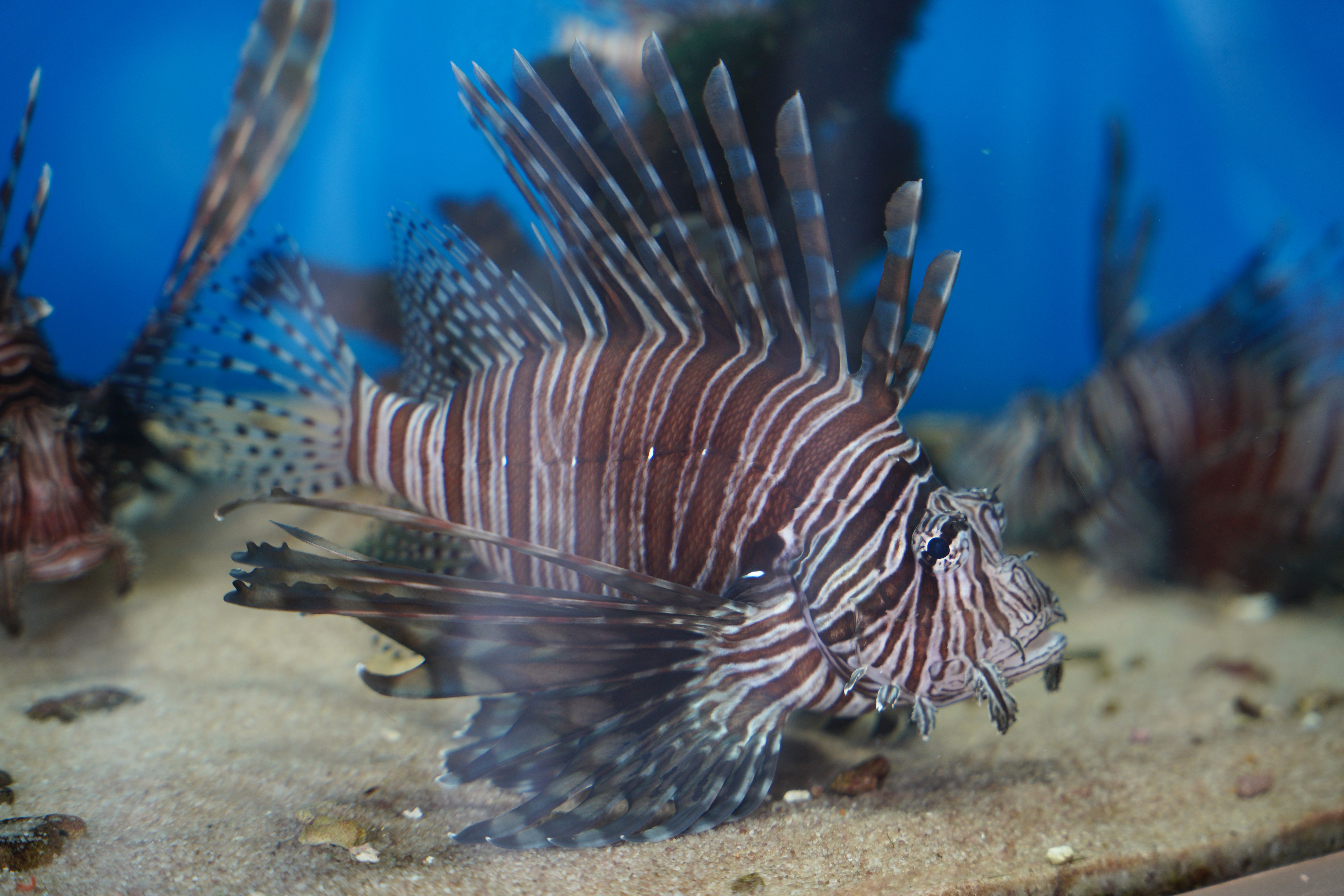 Close-up Photography of Brown and Beige Lion Fish · Free Stock Photo