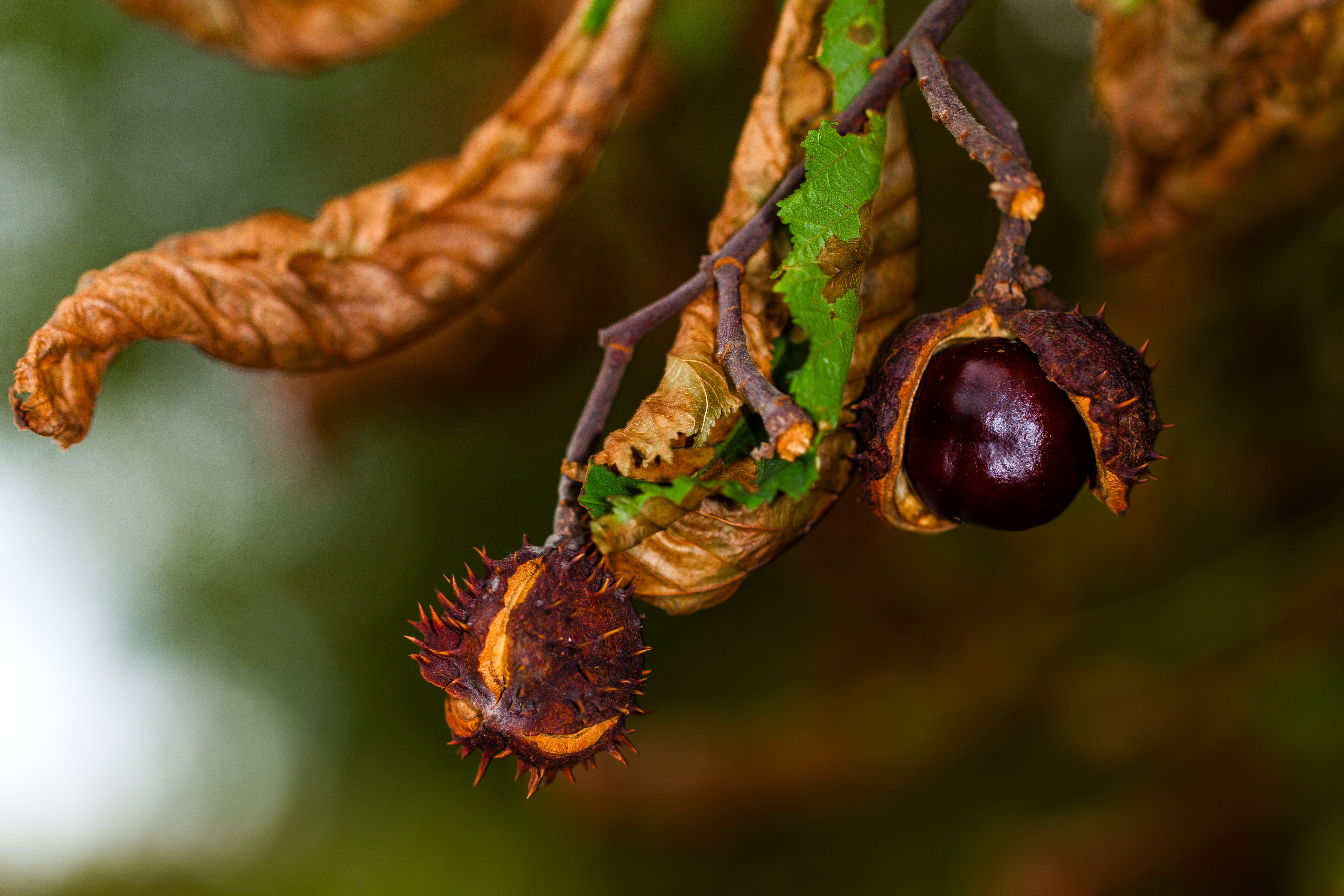 Close-up of Horse Chestnut in Autumn Season · Free Stock Photo