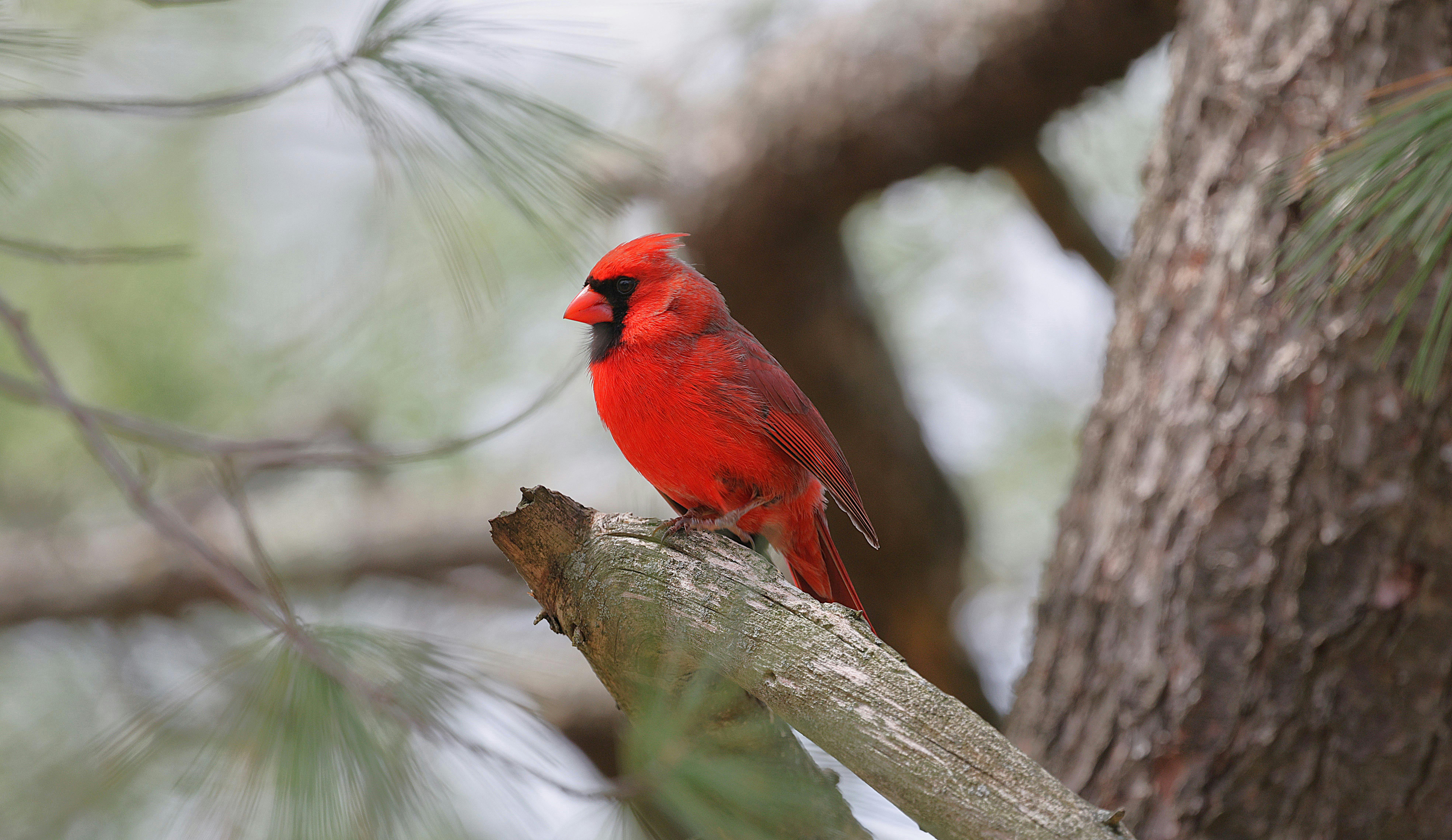 Vibrant Northern Cardinal in Woodland Setting · Free Stock Photo