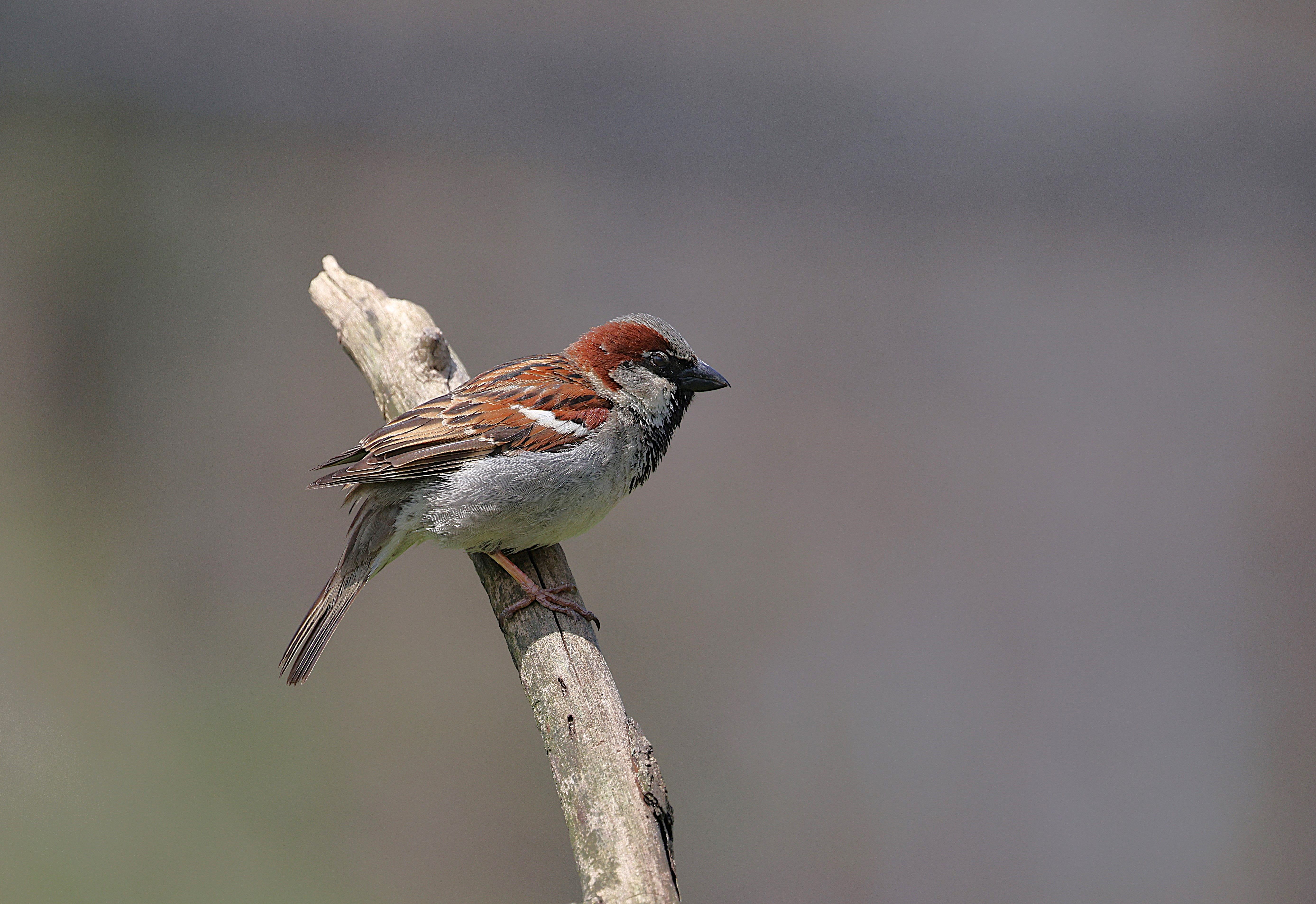 Pair of House Sparrows on Branch in Nature · Free Stock Photo