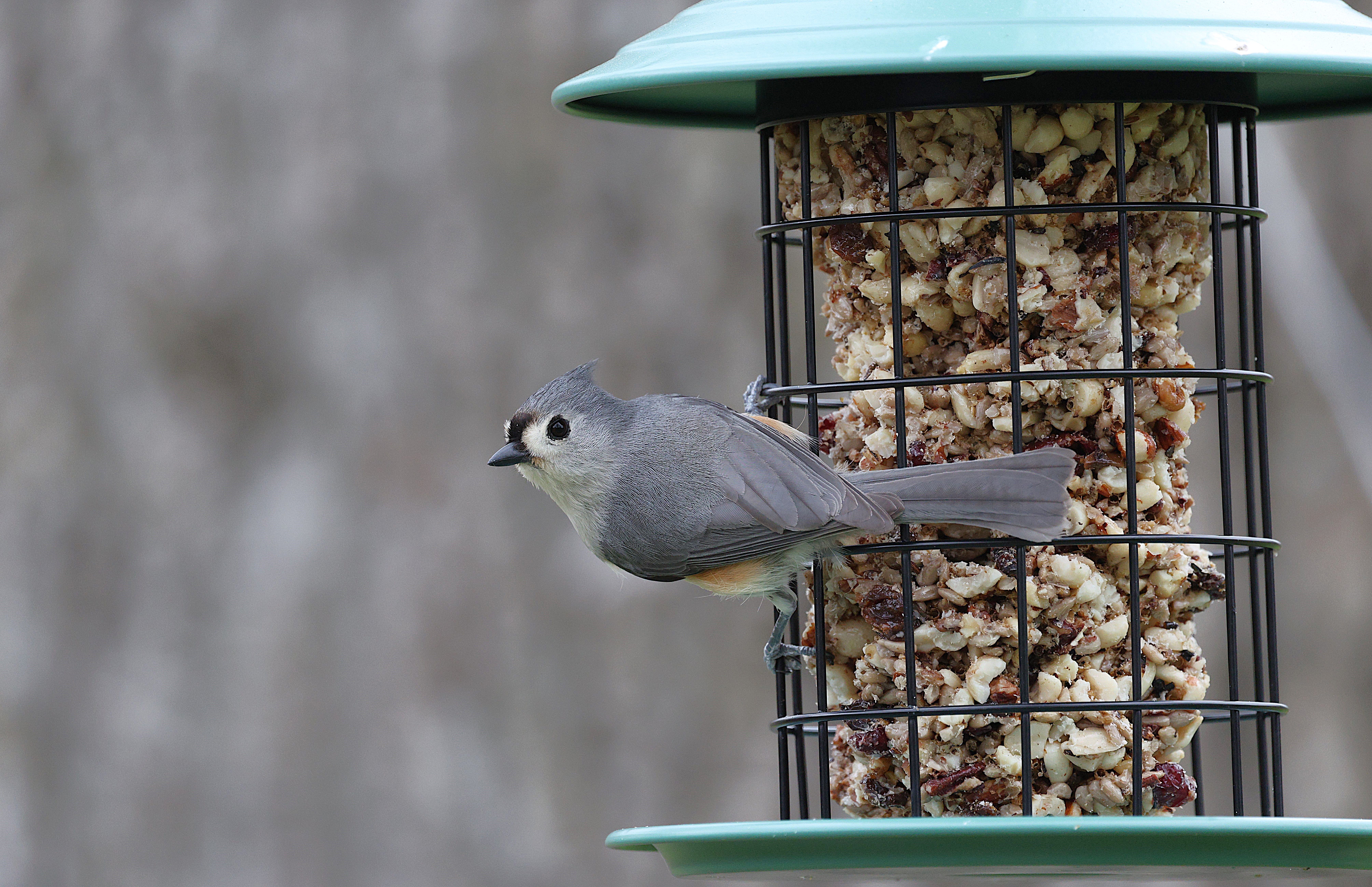 Tufted Titmouse on a Nut-Filled Bird Feeder · Free Stock Photo