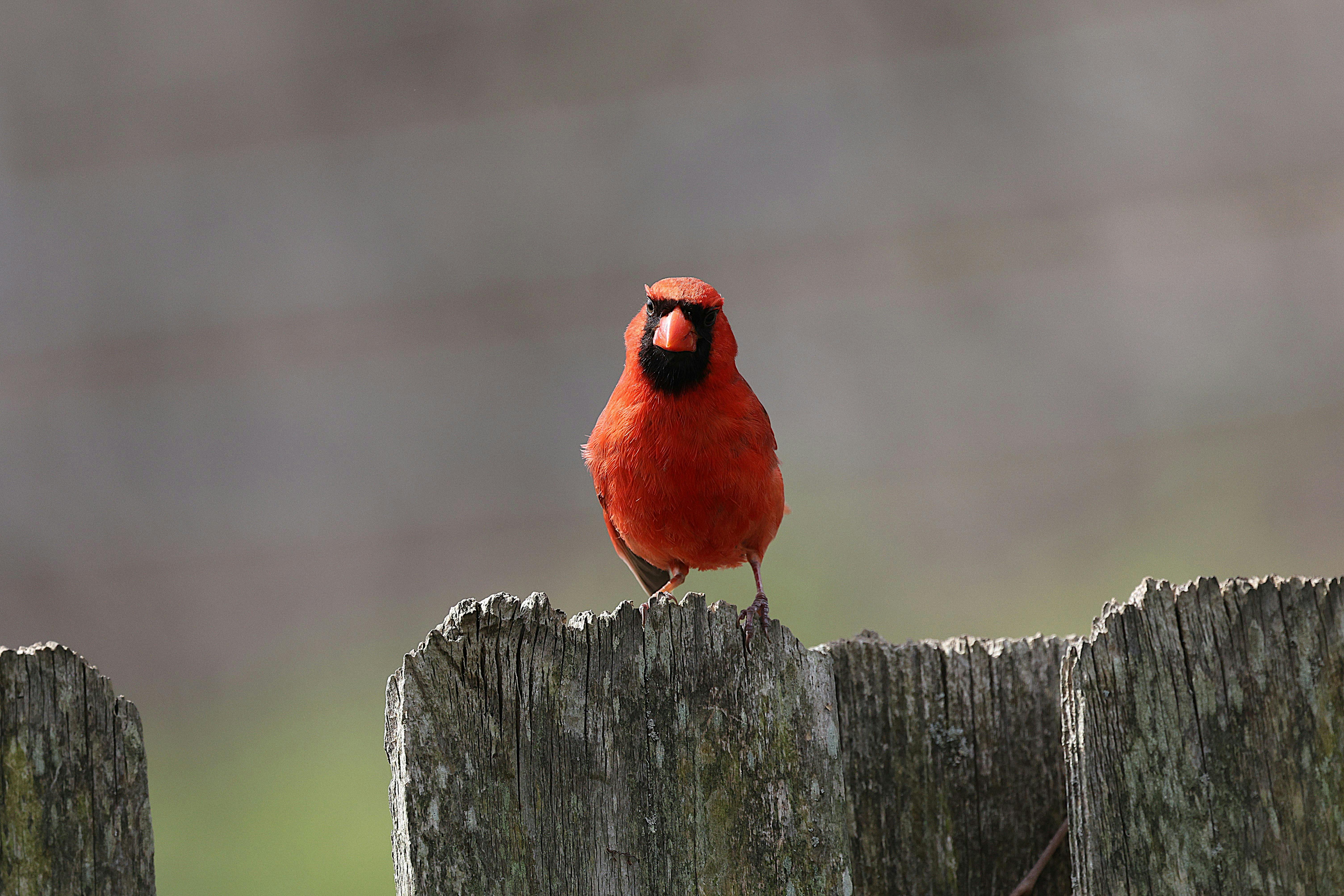 Red Cardinal Bird Perched on Brown Tree Branch · Free Stock Photo