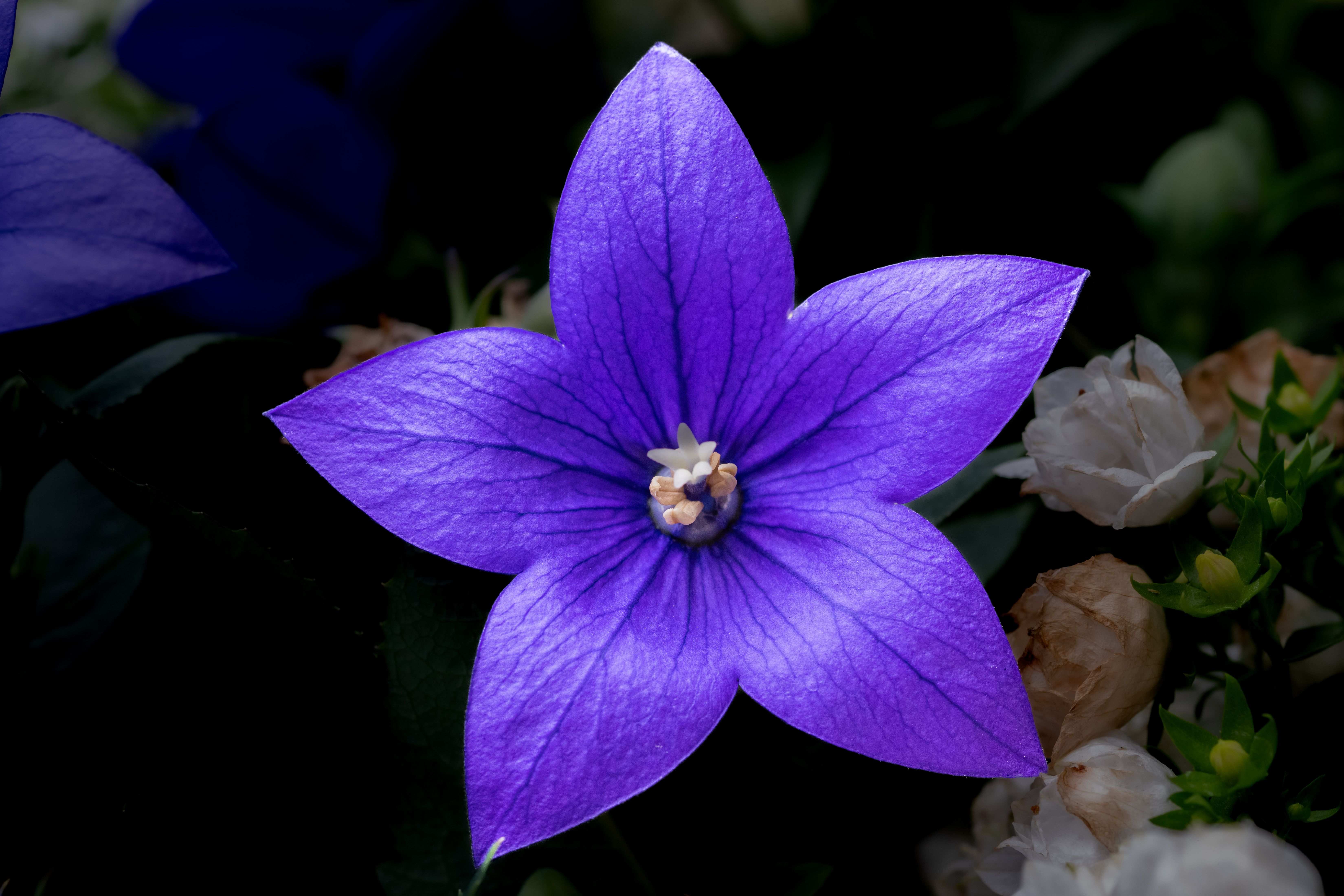 Close-Up of Vibrant Purple Balloon Flower · Free Stock Photo