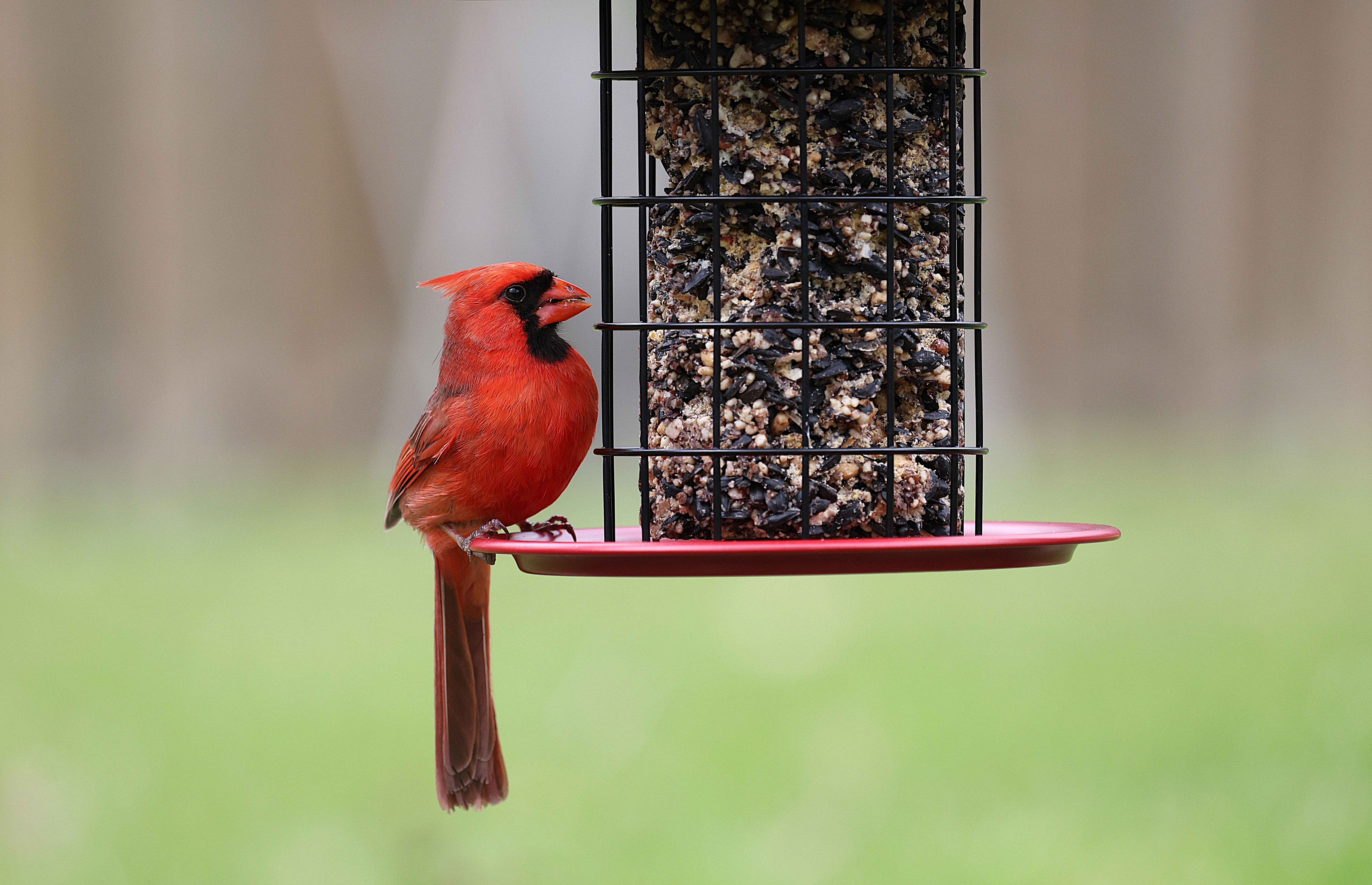 Bright Red Northern Cardinal at Bird Feeder · Free Stock Photo