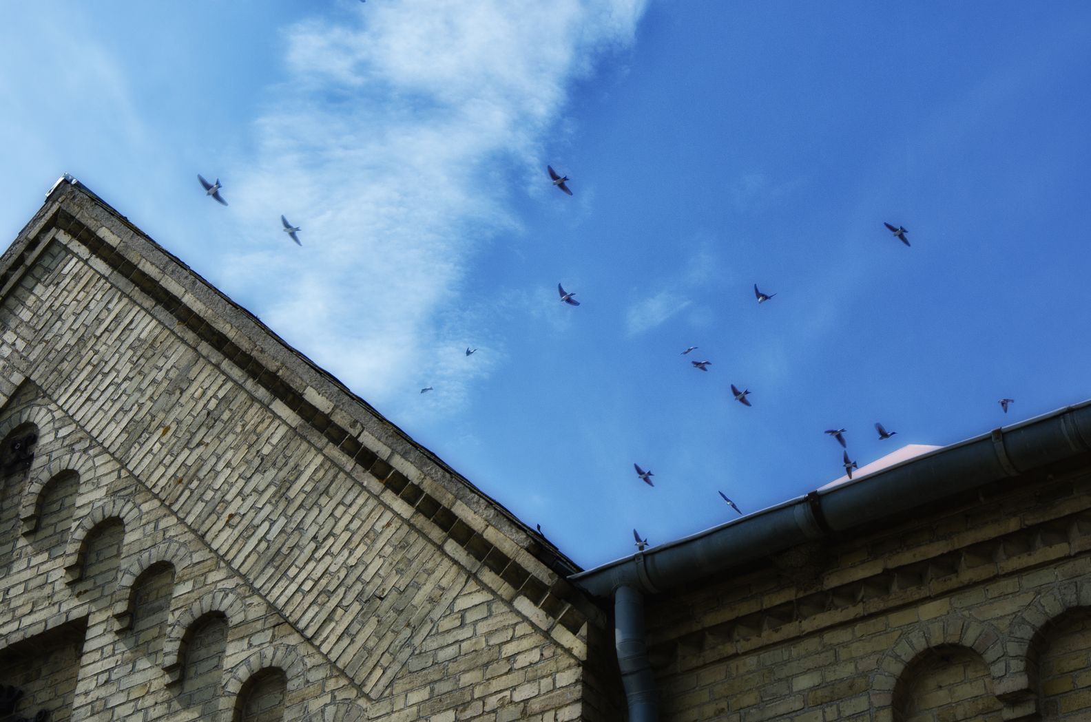 Diseases from Birds and Bird Droppings: Prevention Tips