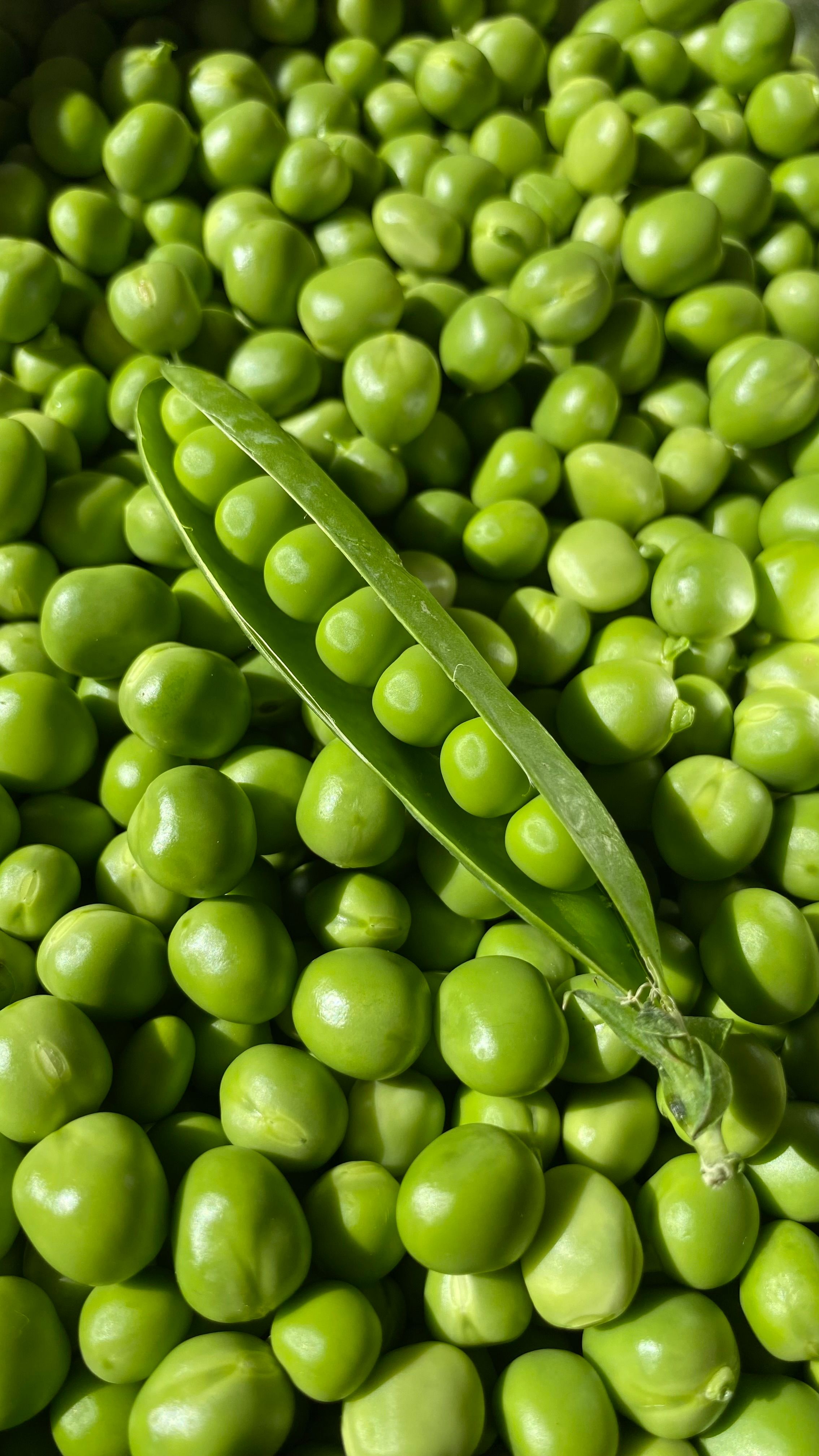 Close-up of Fresh Green Pea Pods and Peas · Free Stock Photo