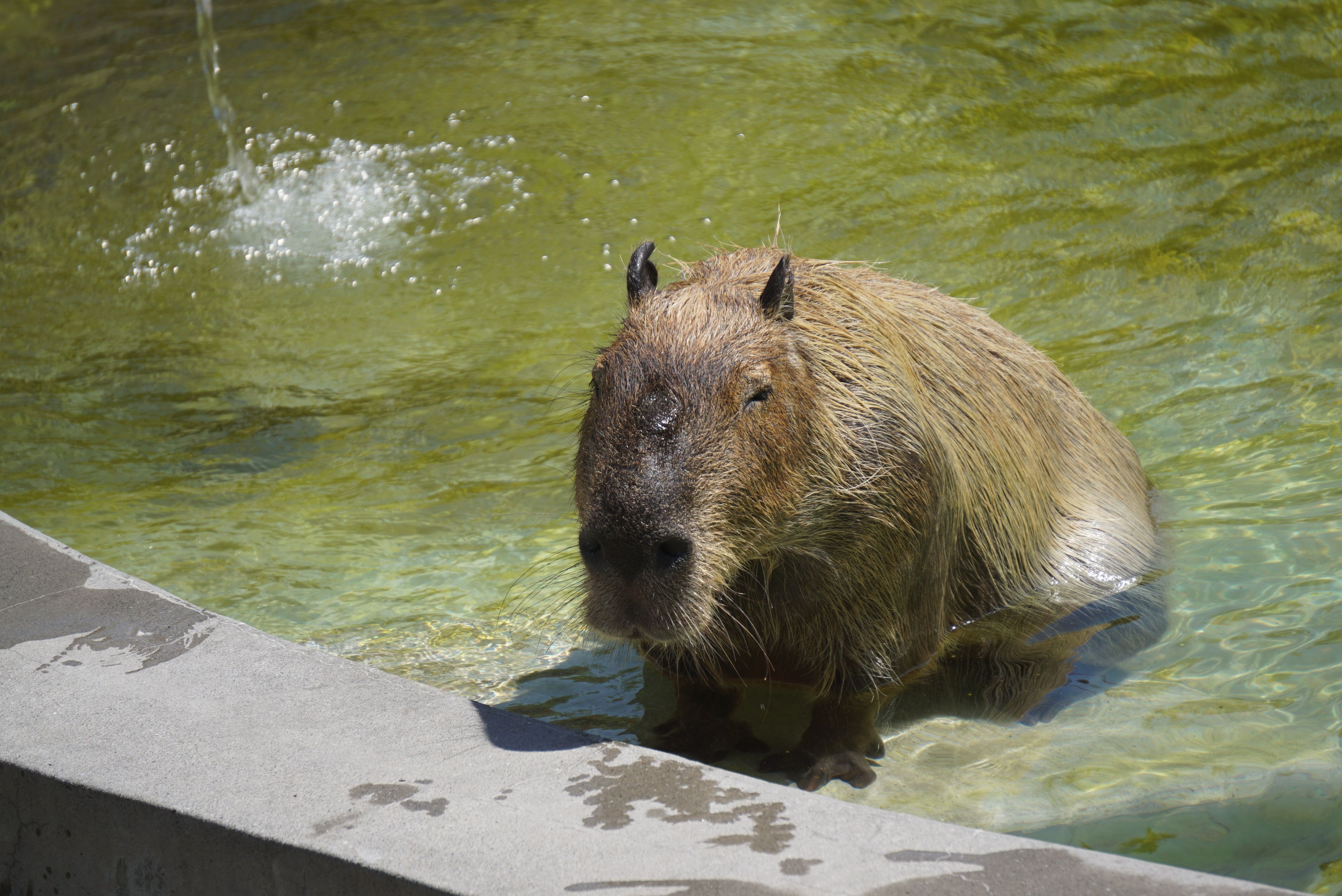 Swimming With Capybara Photos, Download The BEST Free Swimming With ...