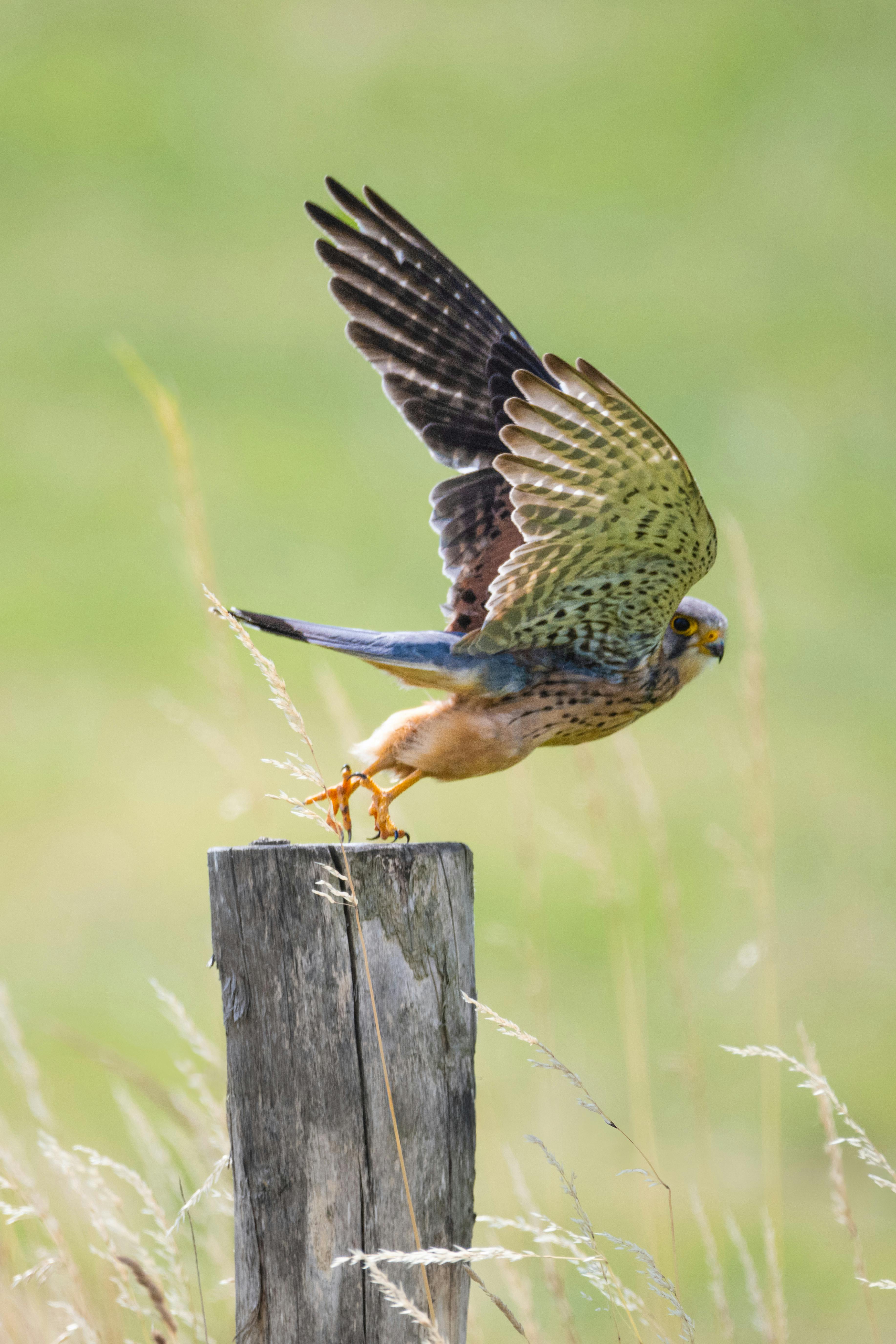 Brainrot+Images Photos, Download The BEST Free Brainrot+Images Stock ...