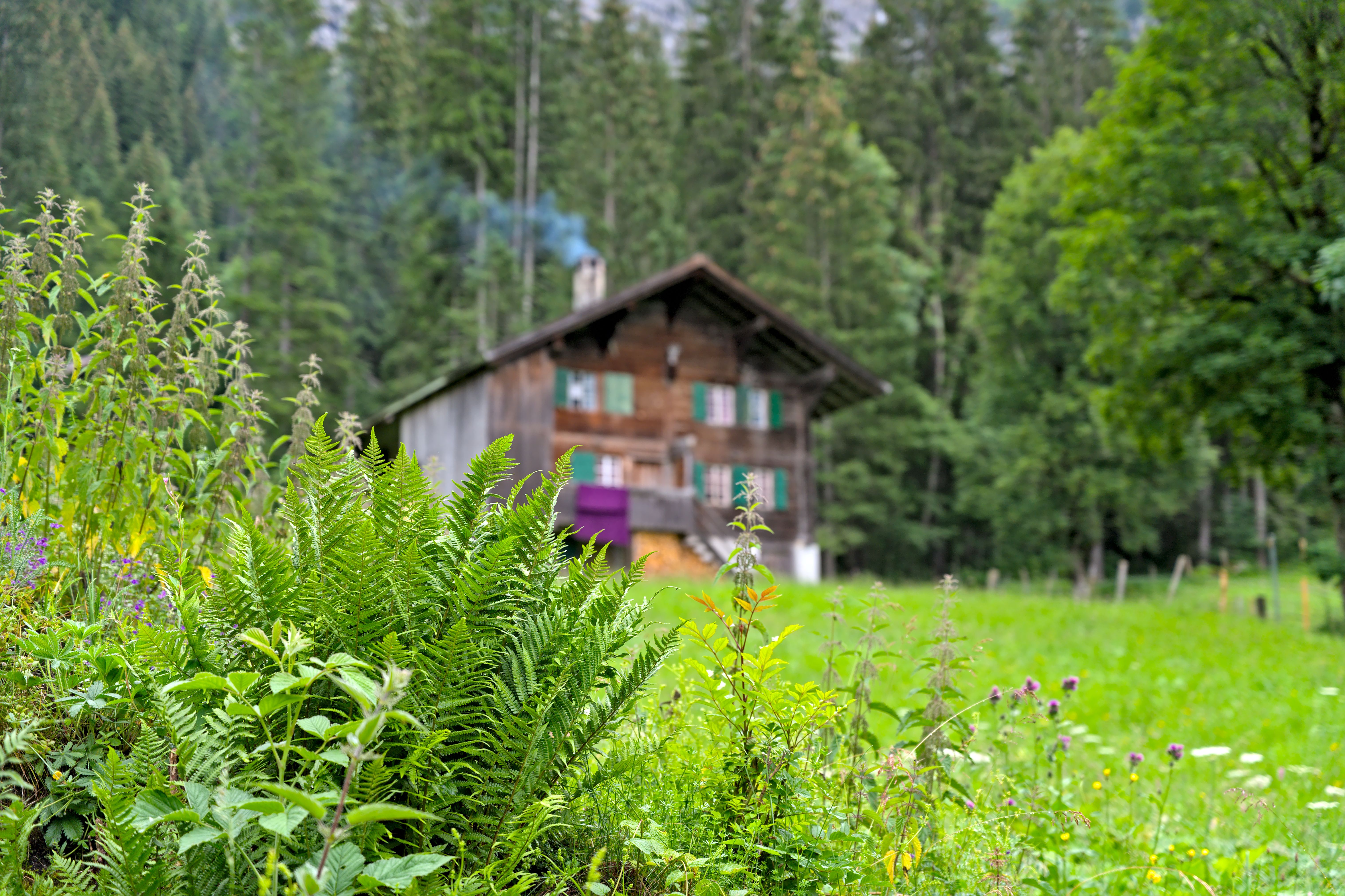 Charming Swiss Chalet Amid Lush Greenery · Free Stock Photo